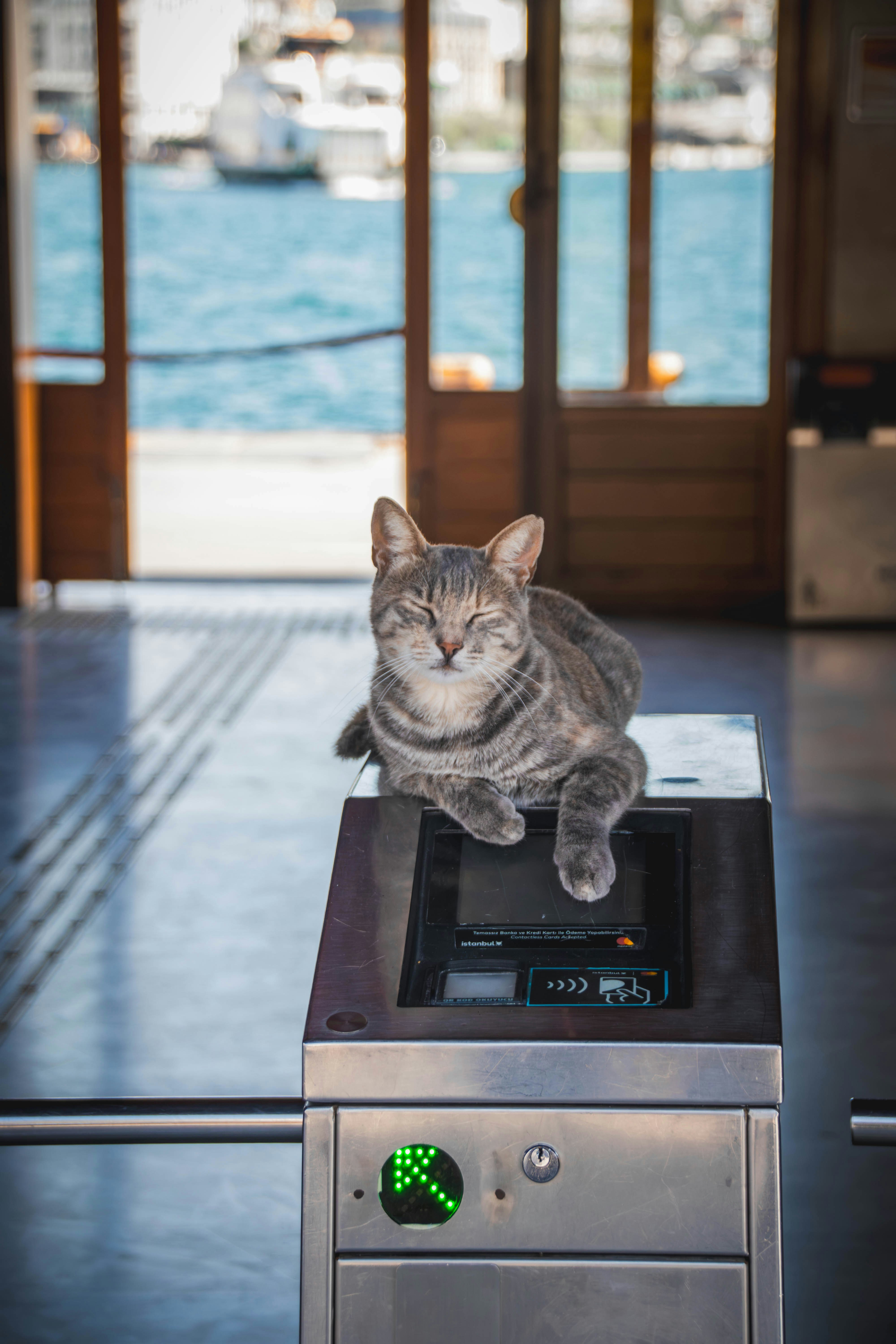 Cat at the Gate: A Quiet Moment by the Waterfront Turnstile