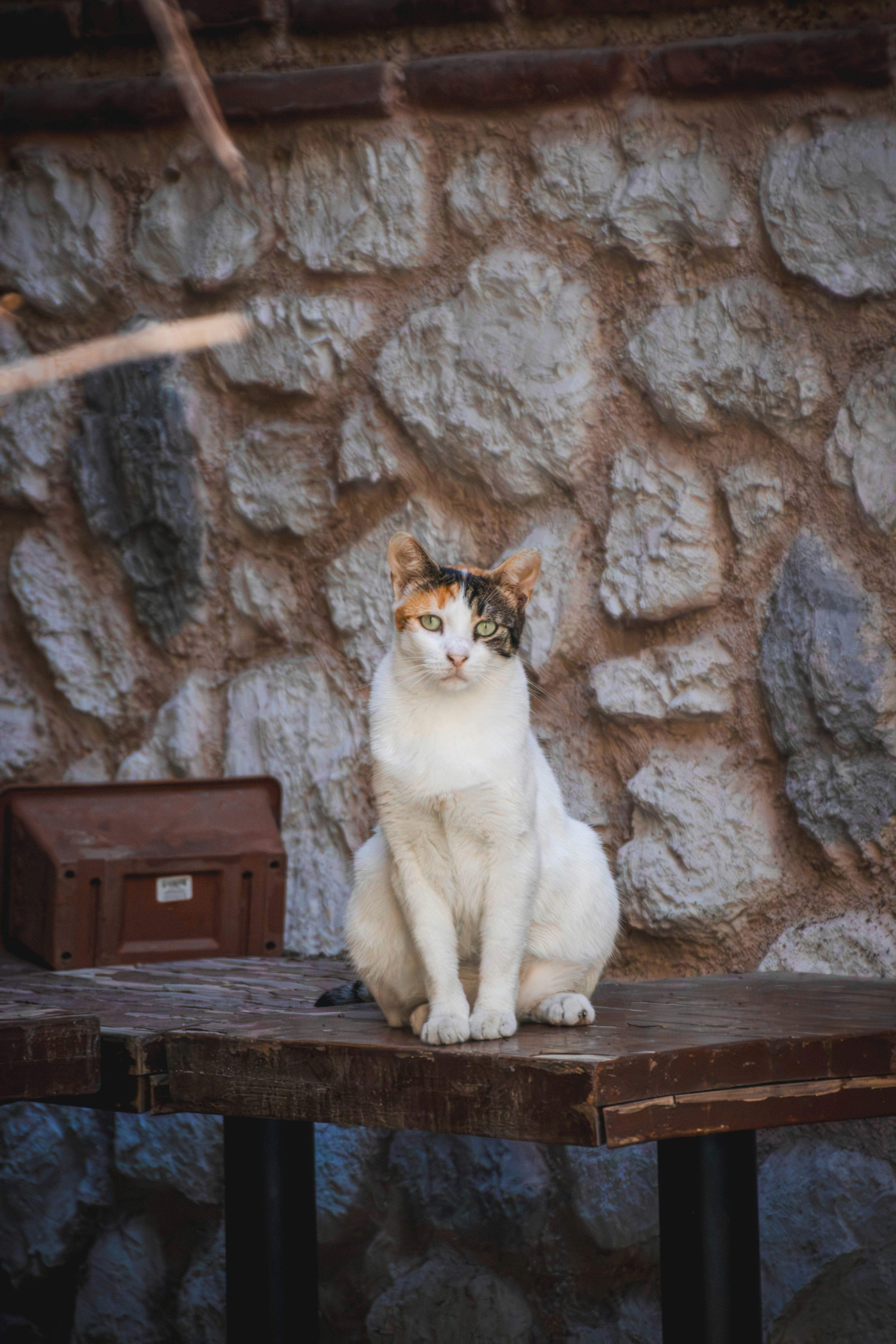 Cat on a Rustic Deck: A Quiet Moment by the Stone Wall