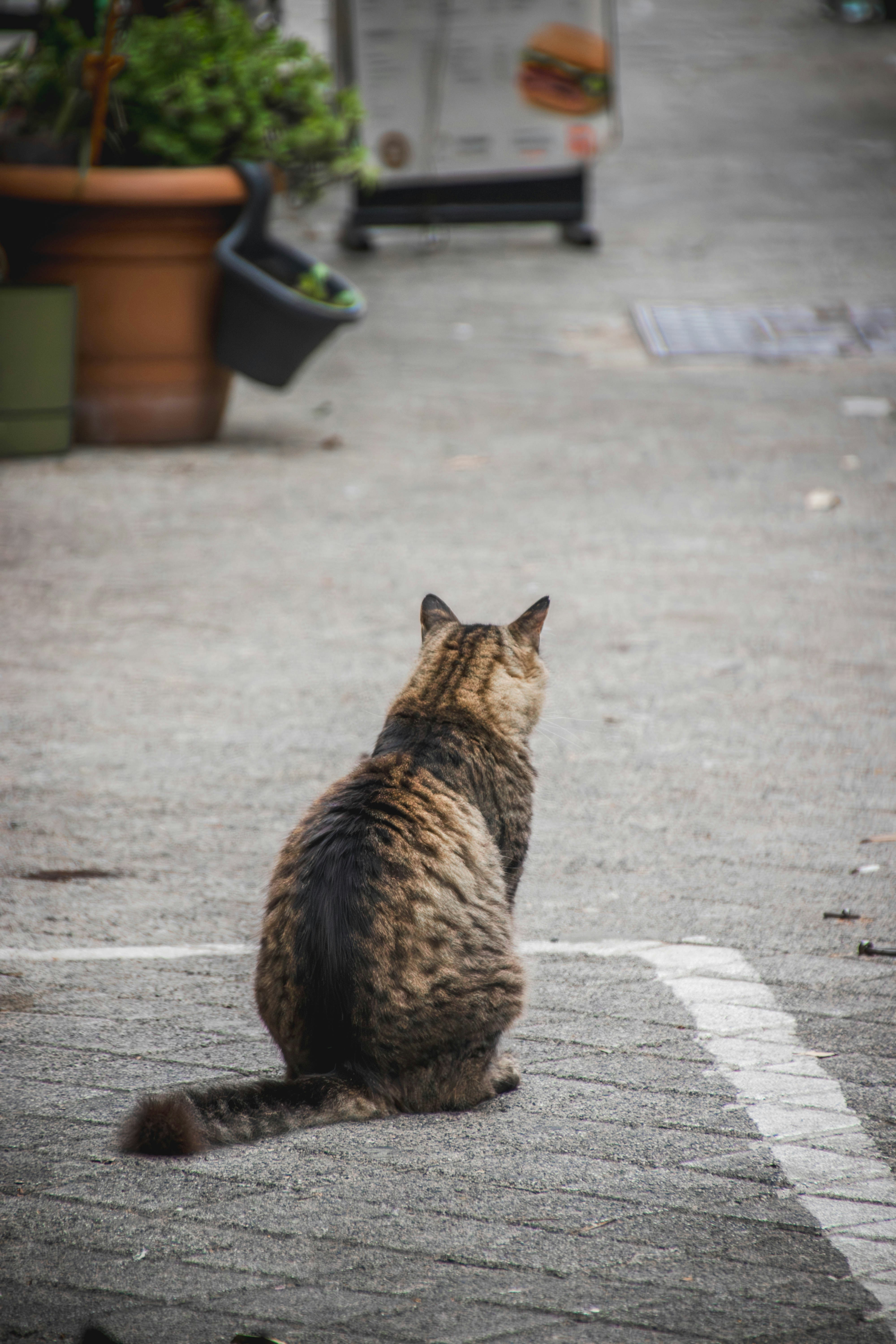 Evening Sentinel: A Street Cat Gazes Toward a Hidden Treat