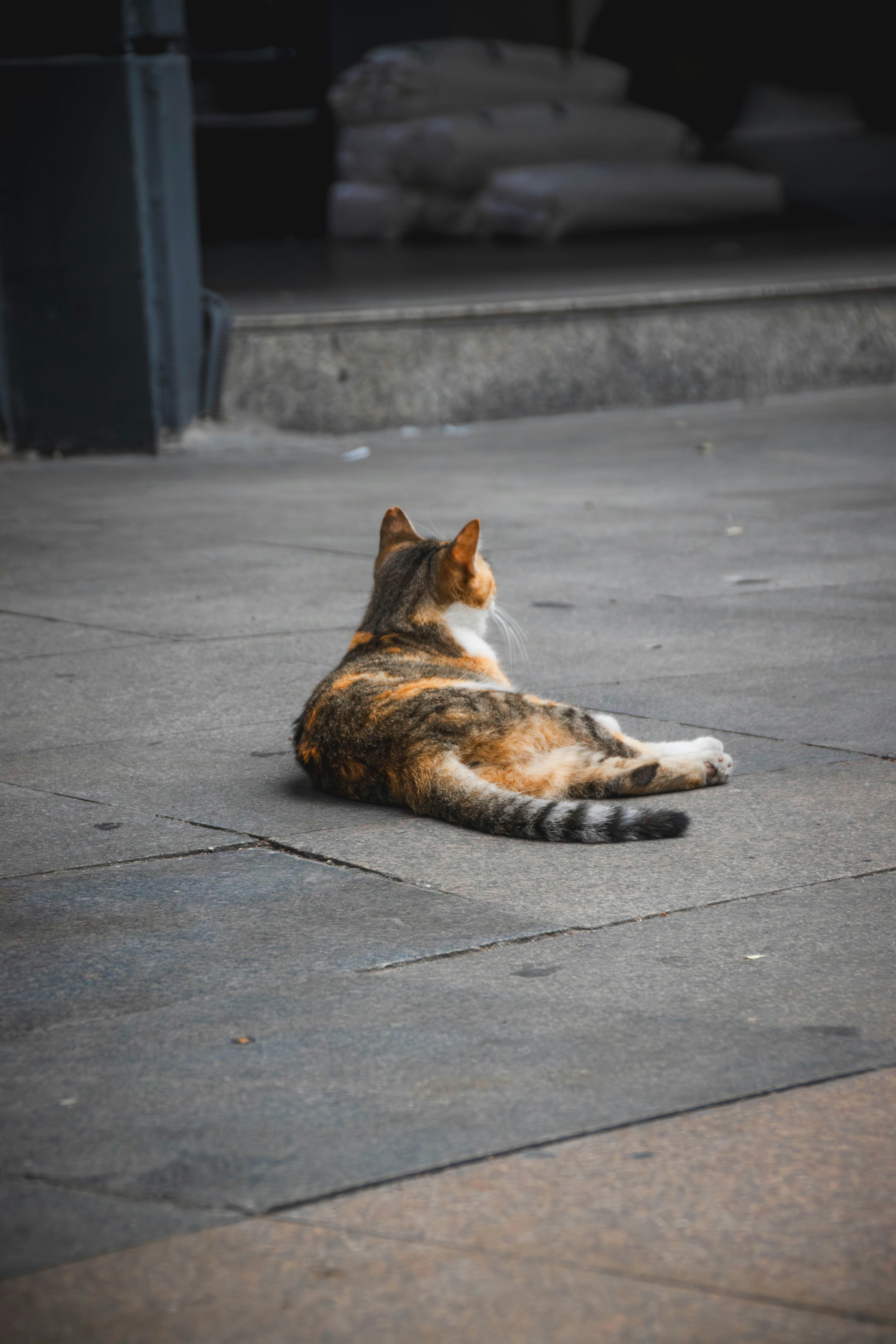 Lounge in the Urban Light: Calico Interlude on Cold Stone