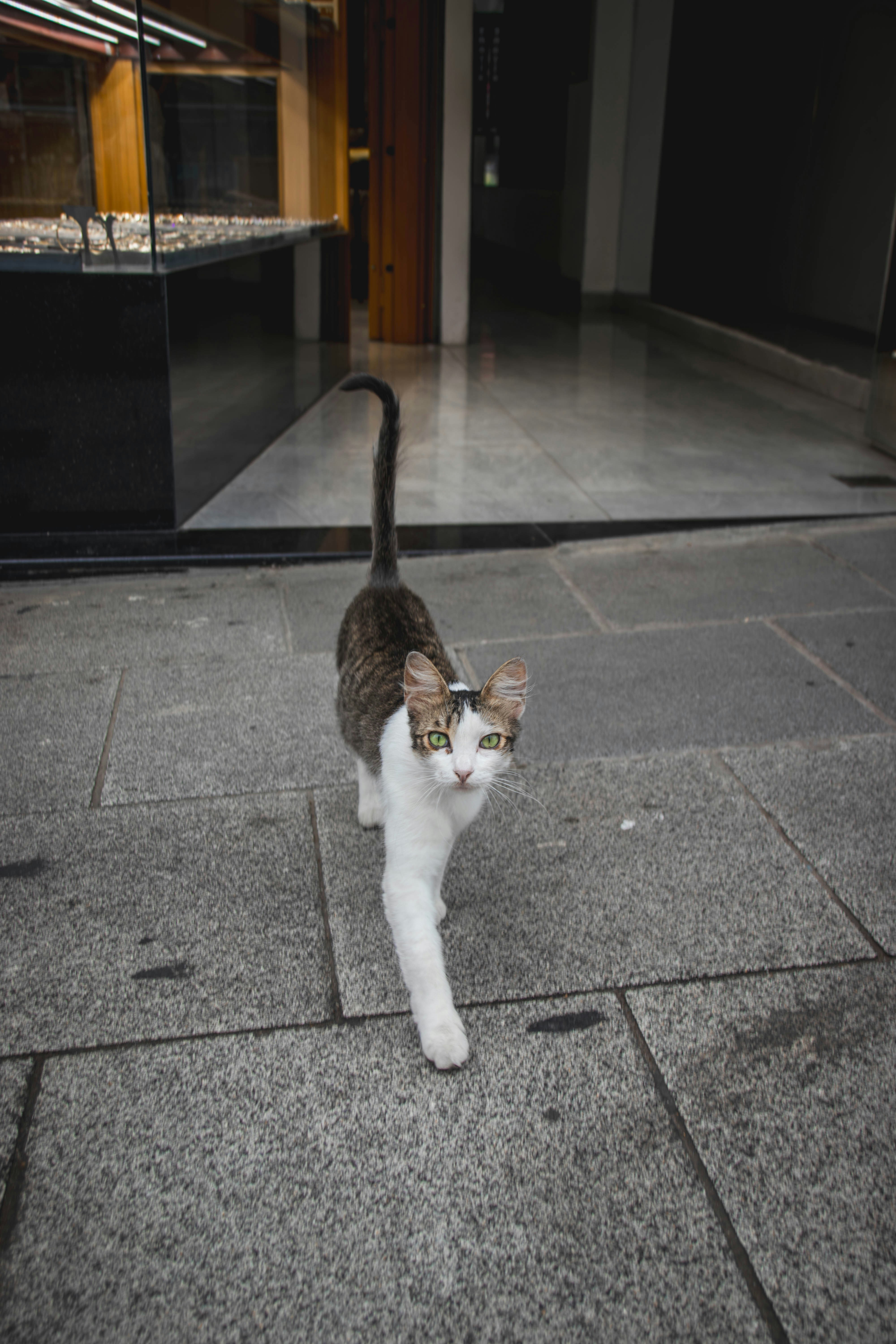 Cat at the Threshold: A Curious Strut Across the Urban Tile