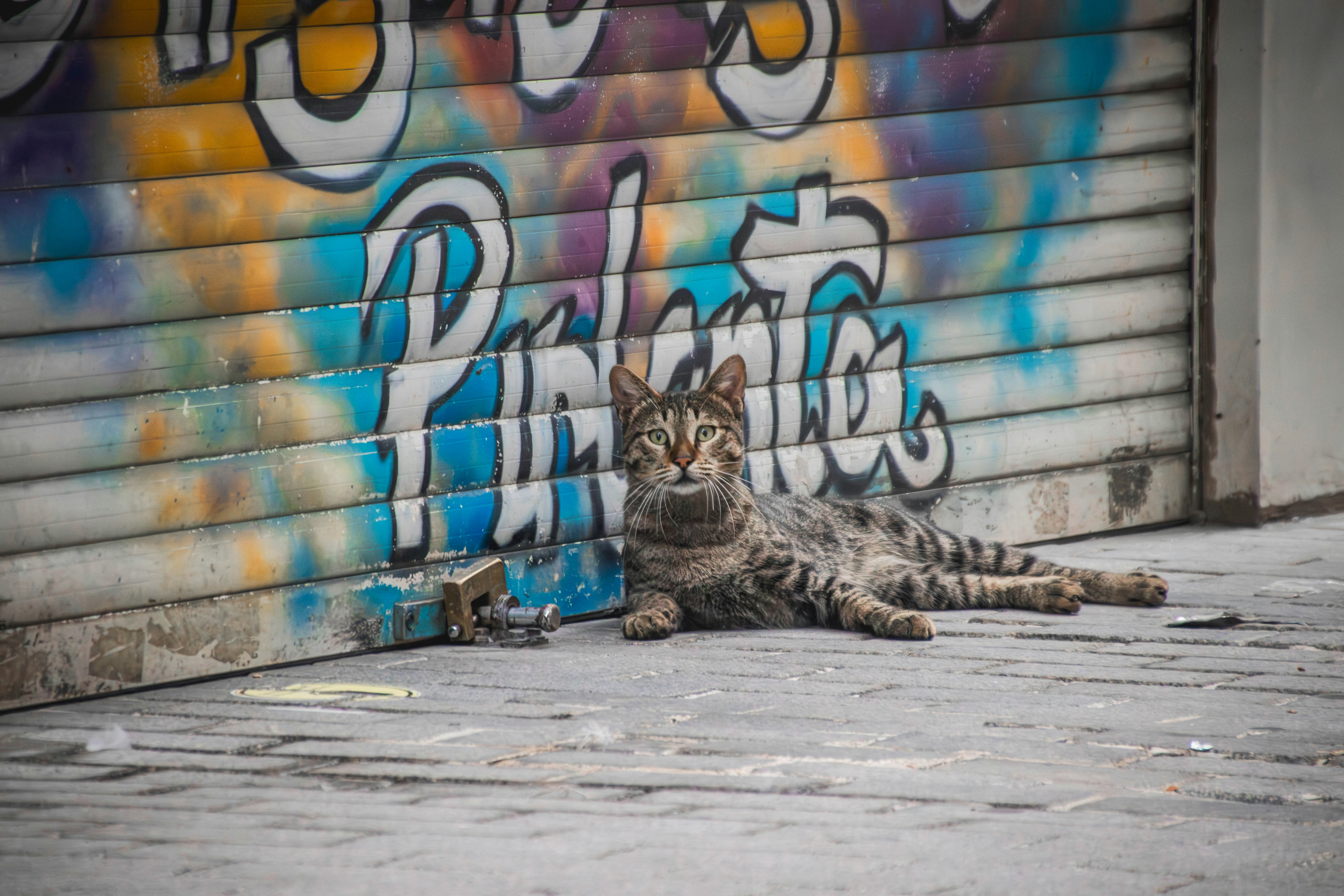Grey tabby reclines at a graffiti-splashed storefront