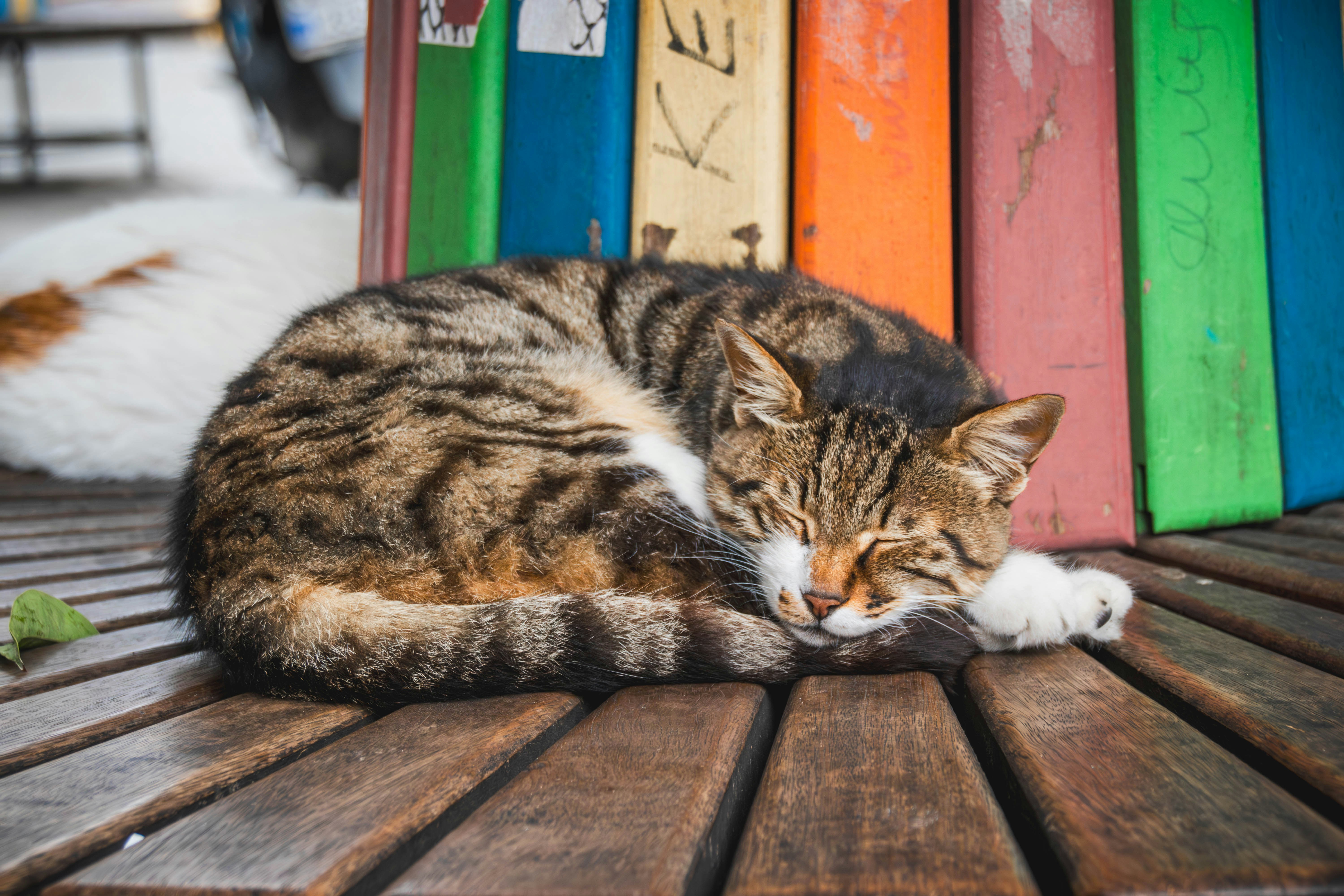 Sunlit Catnap by a Rainbow Palette