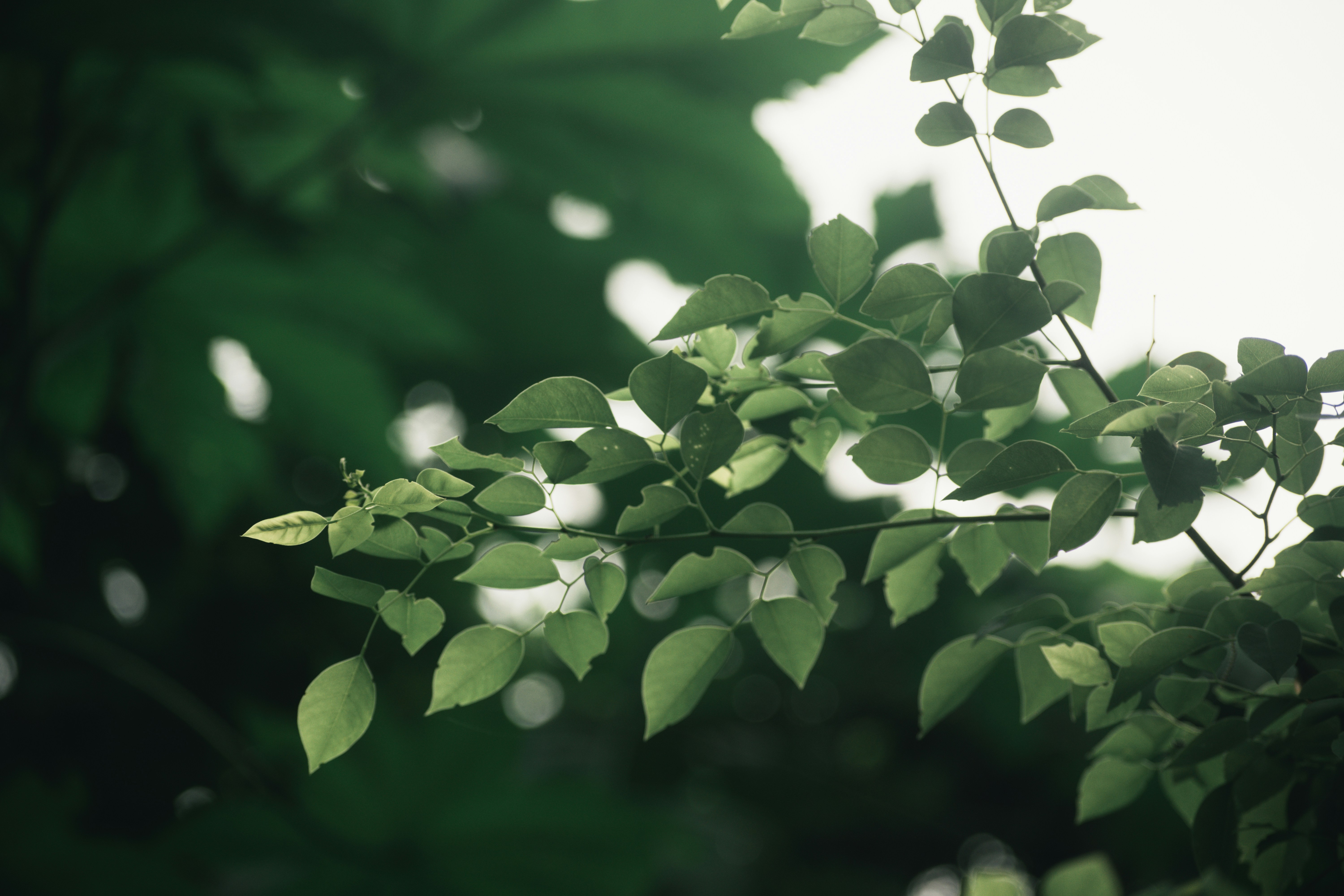 Emerald Veranda: Branches Reaching into Soft Backlight