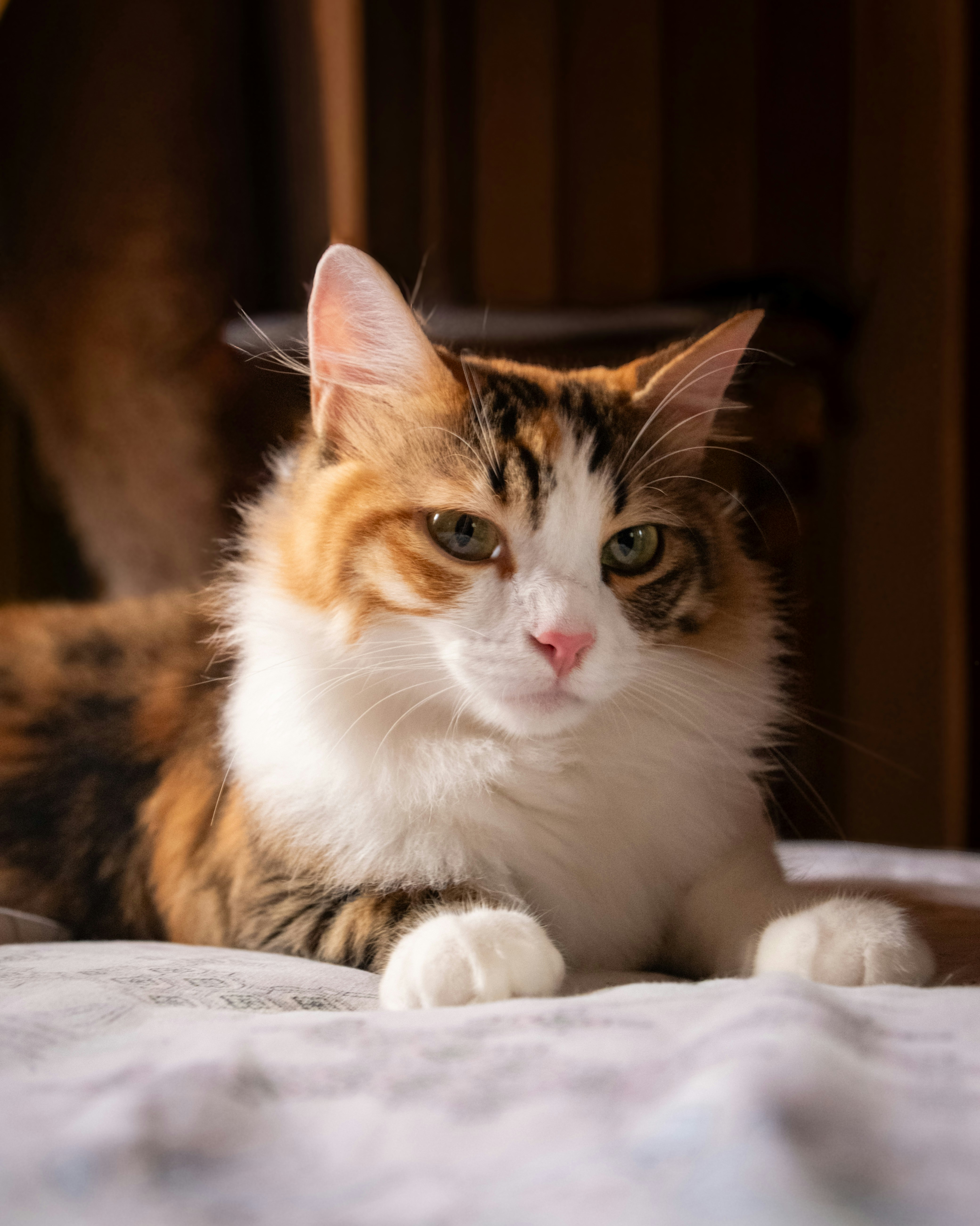 Calico Calm: Velvet Fur and Focused Gaze