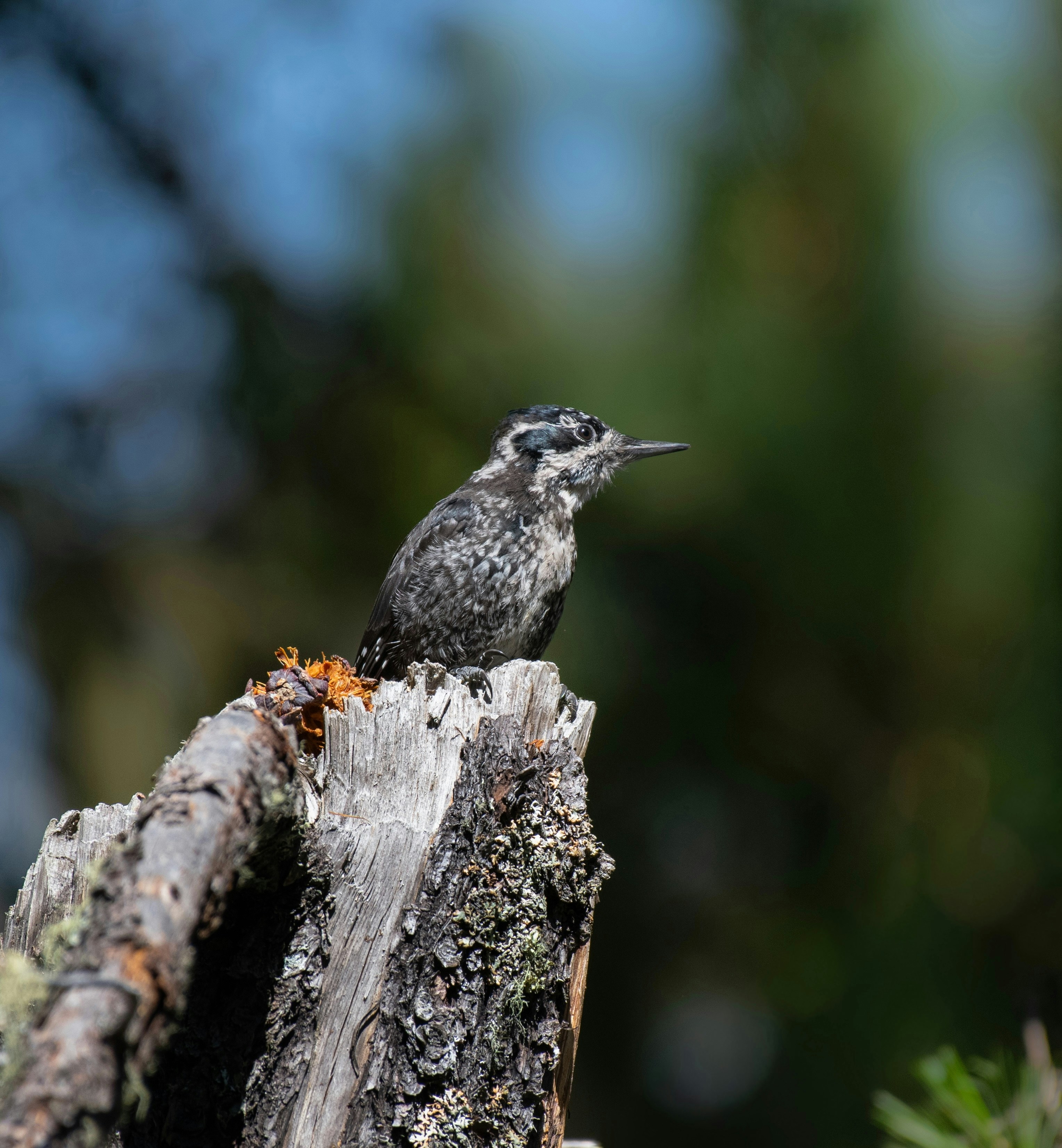 Stoic Watcher on Weathered Wood
