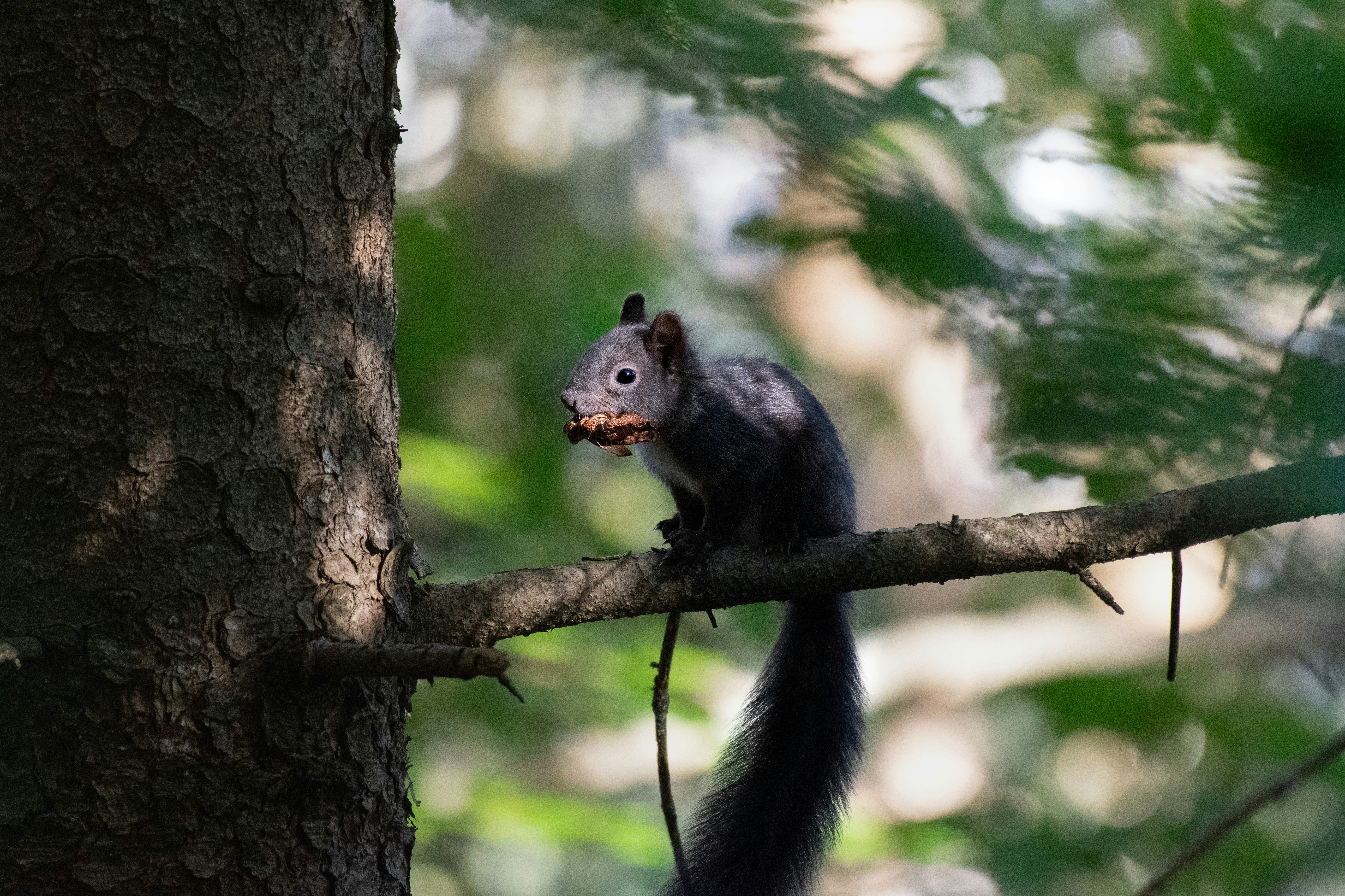 A small squirrel perched on a branch beside a tree trunk, with a curious expression and a blurred green forest background.