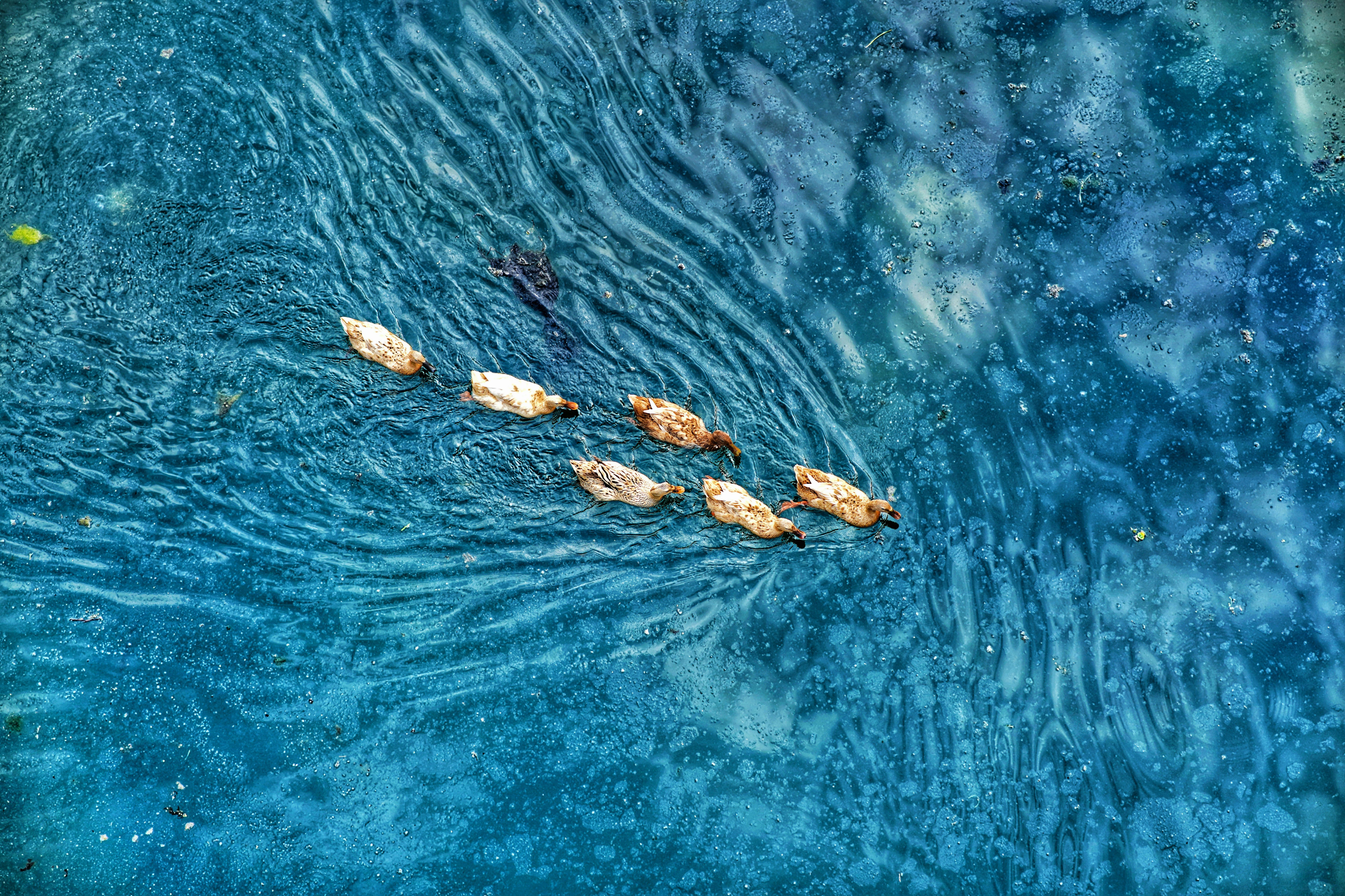 Azure Stream: a V-formation of ducks gliding through sapphire ripples