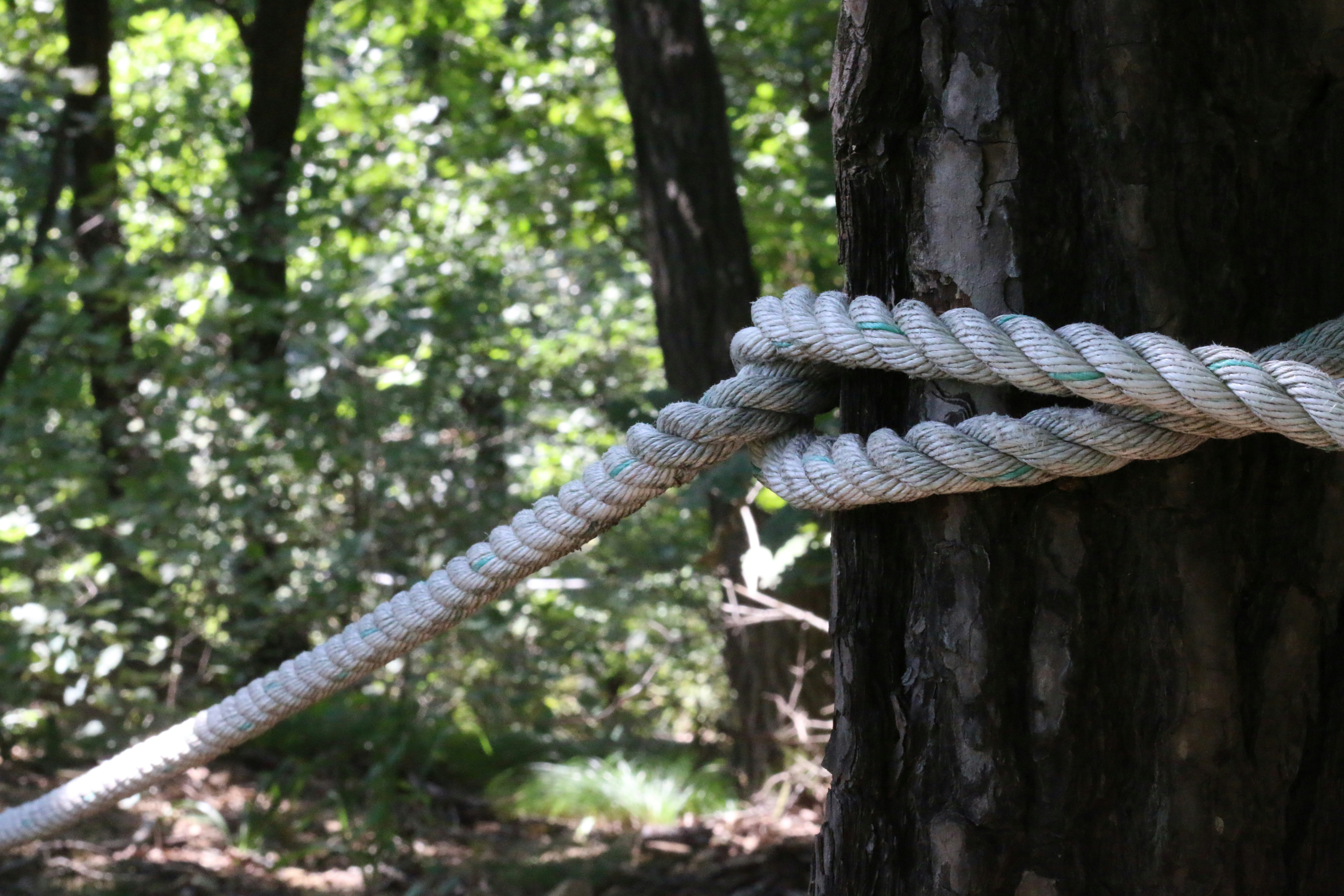 Rope Across a Tree: A Quiet Moment in the Woods