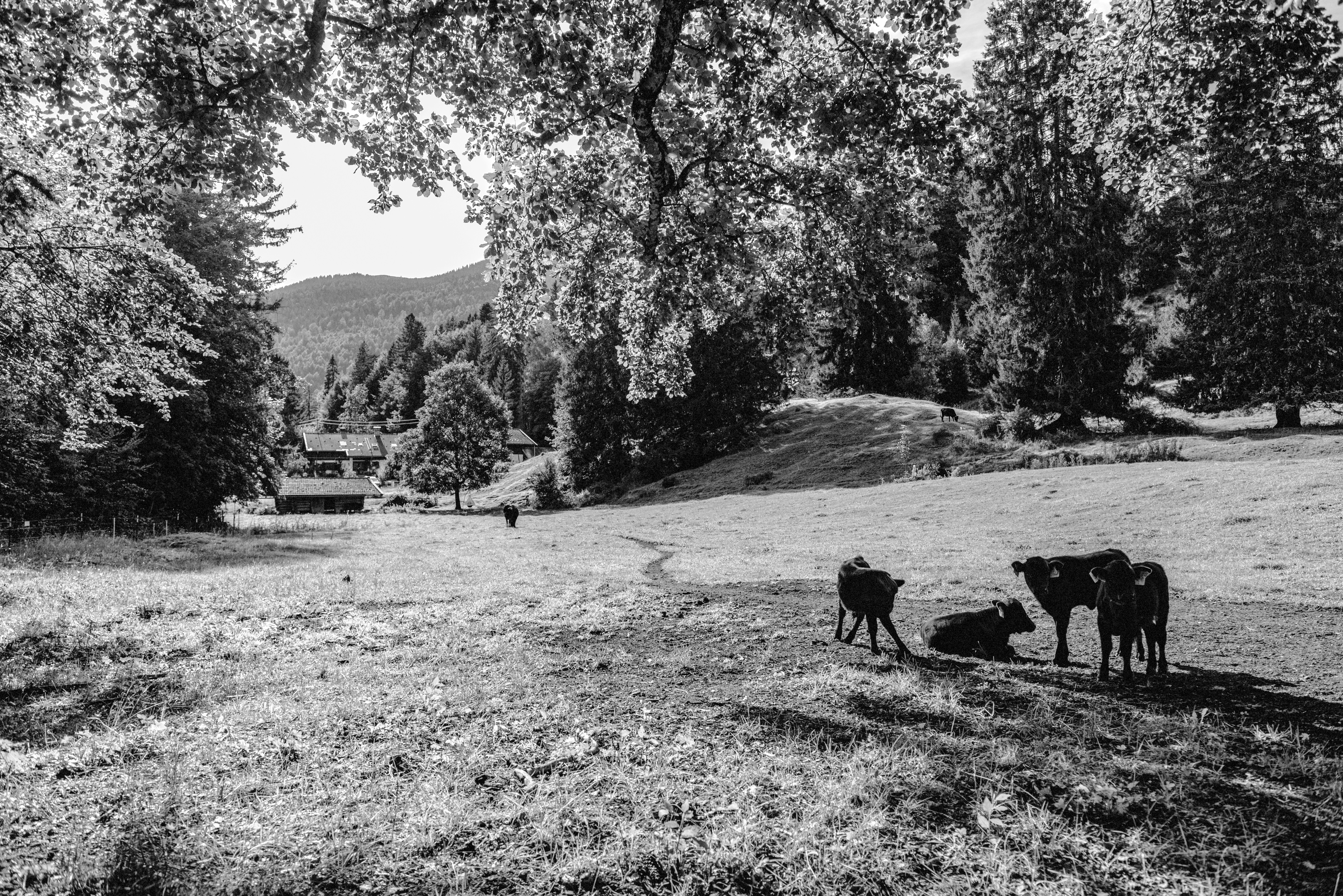 Monochrome field scene with grazing cattle near a gentle slope and distant trees; a calm rural landscape highlighted by soft shadows, suggesting a quiet moment in the pasture.