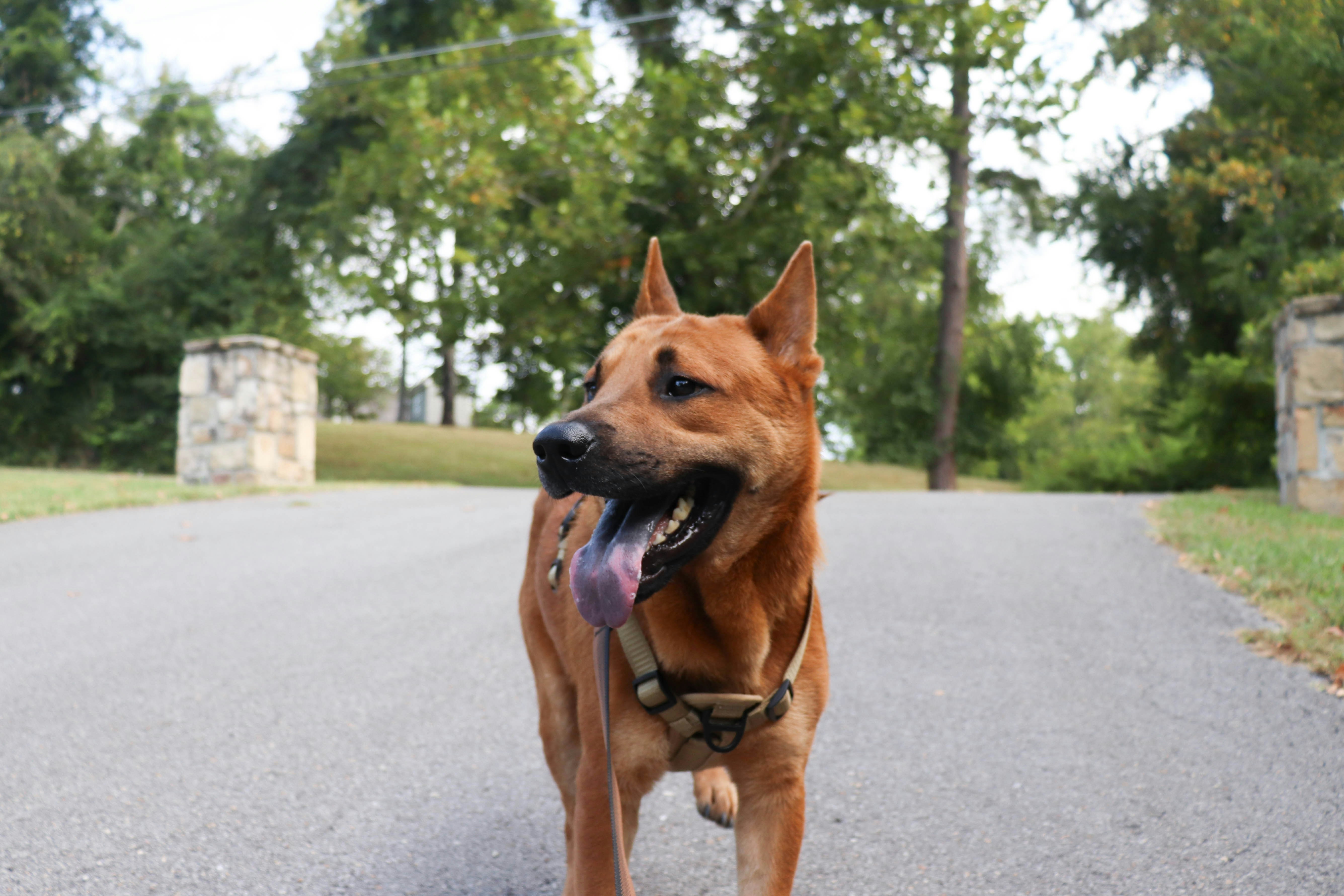 Riverbank Wanderer: a dog on a sunlit lane