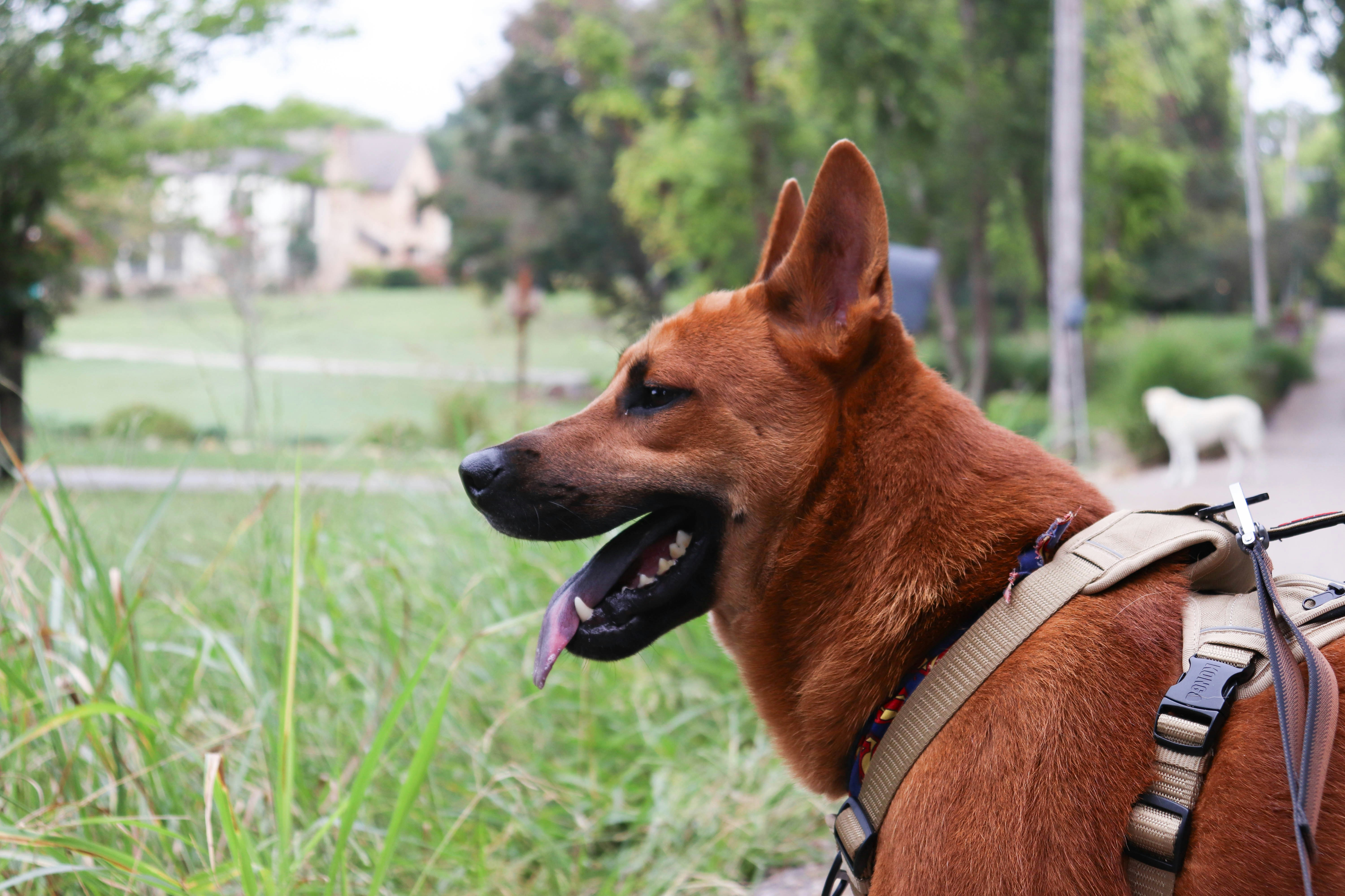 Brown dog with harness in a grassy park, mouth open, shallow depth of field. The scene emphasizes the animal as the focal subject with a soft, green background.