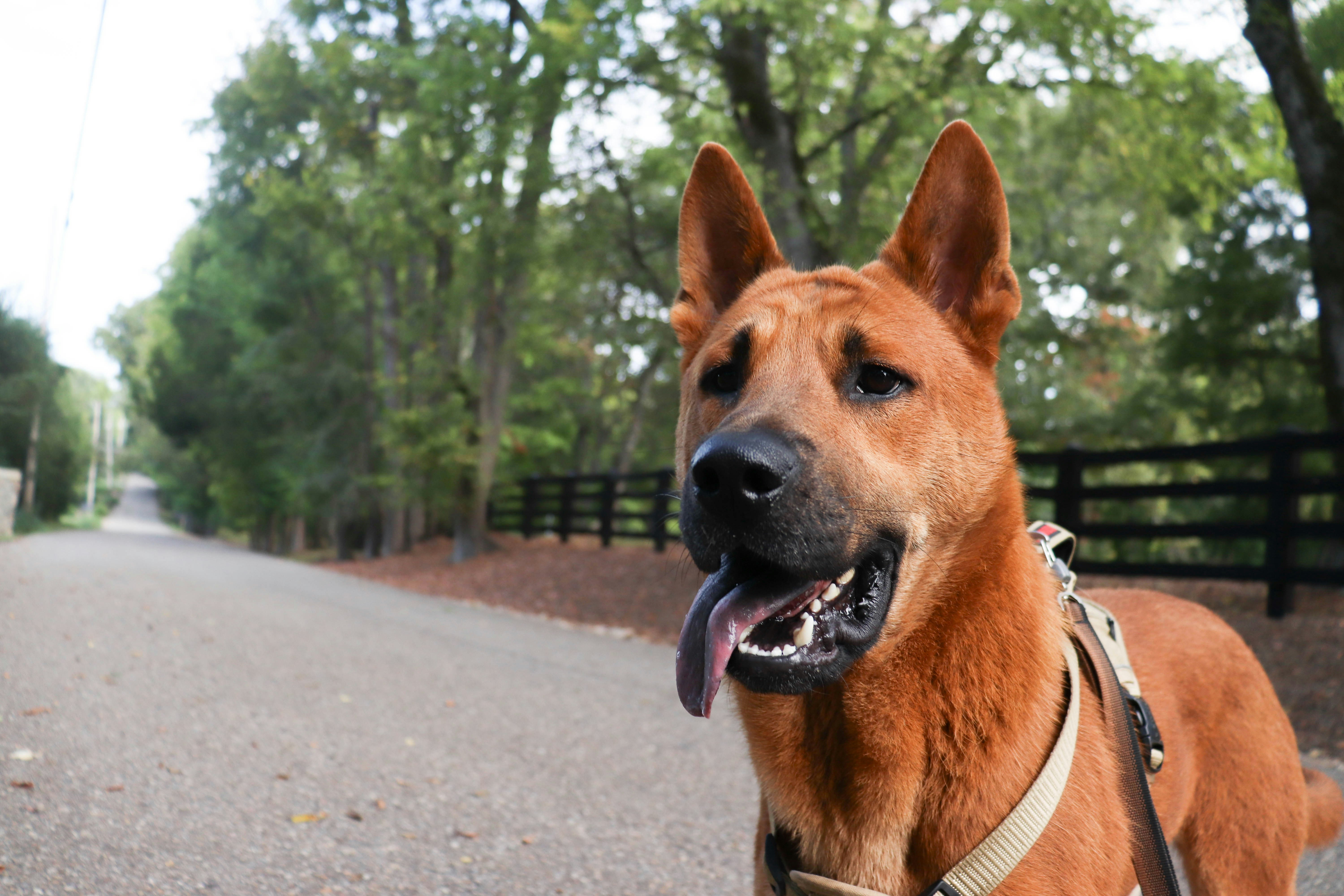 Sunny Roadside Guardian: A Dog—Lithe Ears Against a Green Corridor