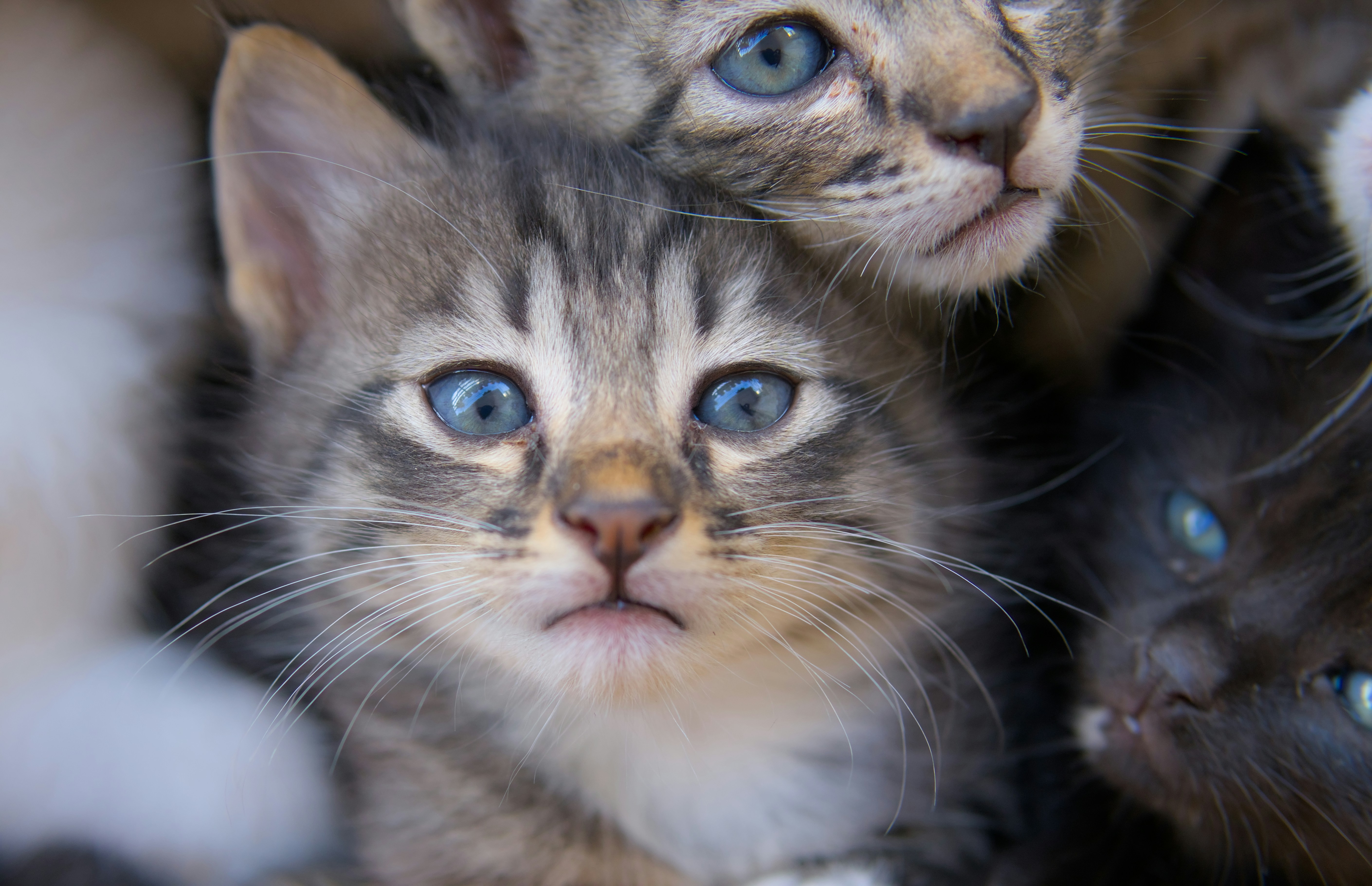 Blue-Eyed Kitten Cluster: Quiet Curiosity in a Soft Embrace