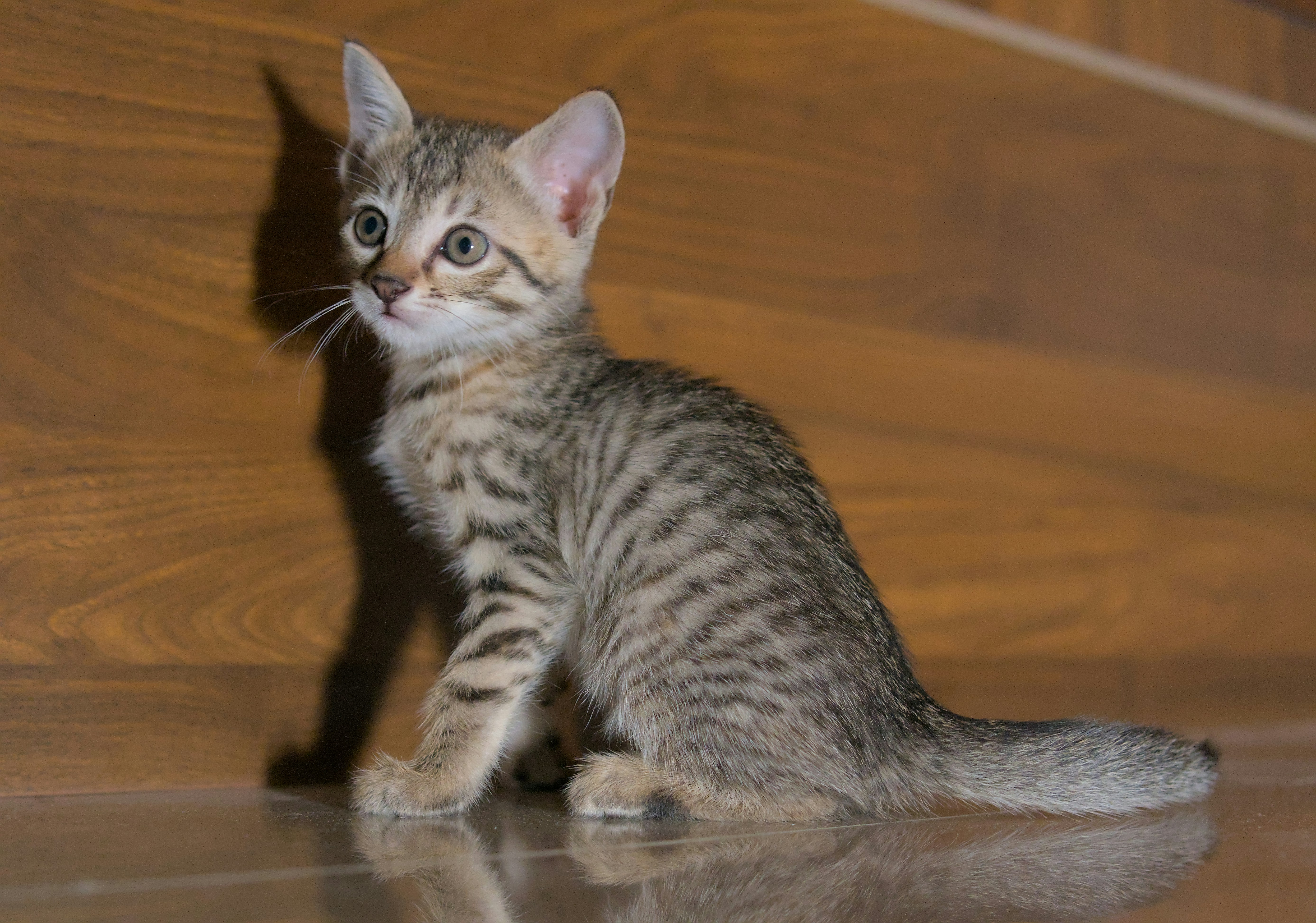 kitten staring