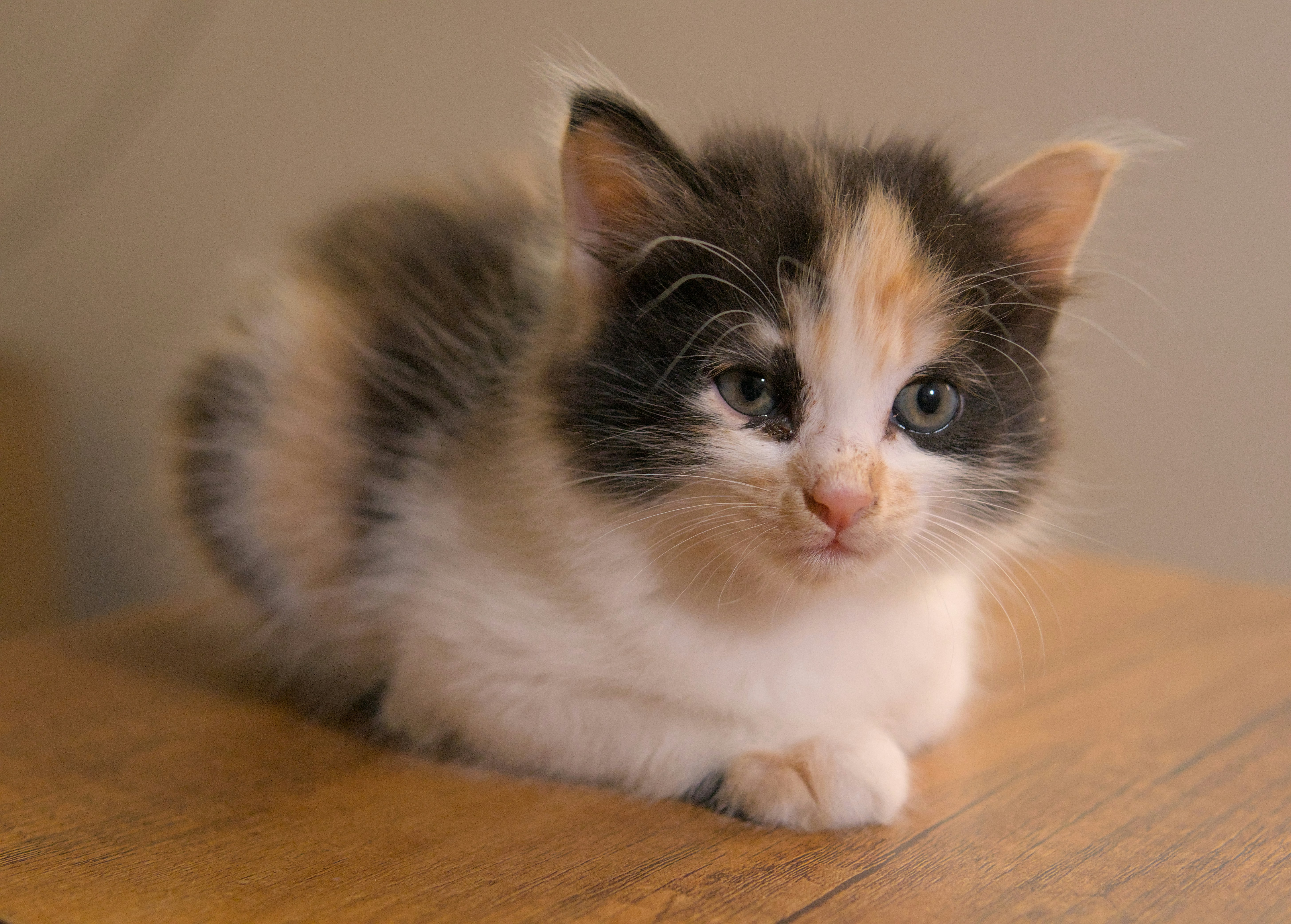 Curled Whiskers: A Calico Kitten Pauses on a Wooden Table