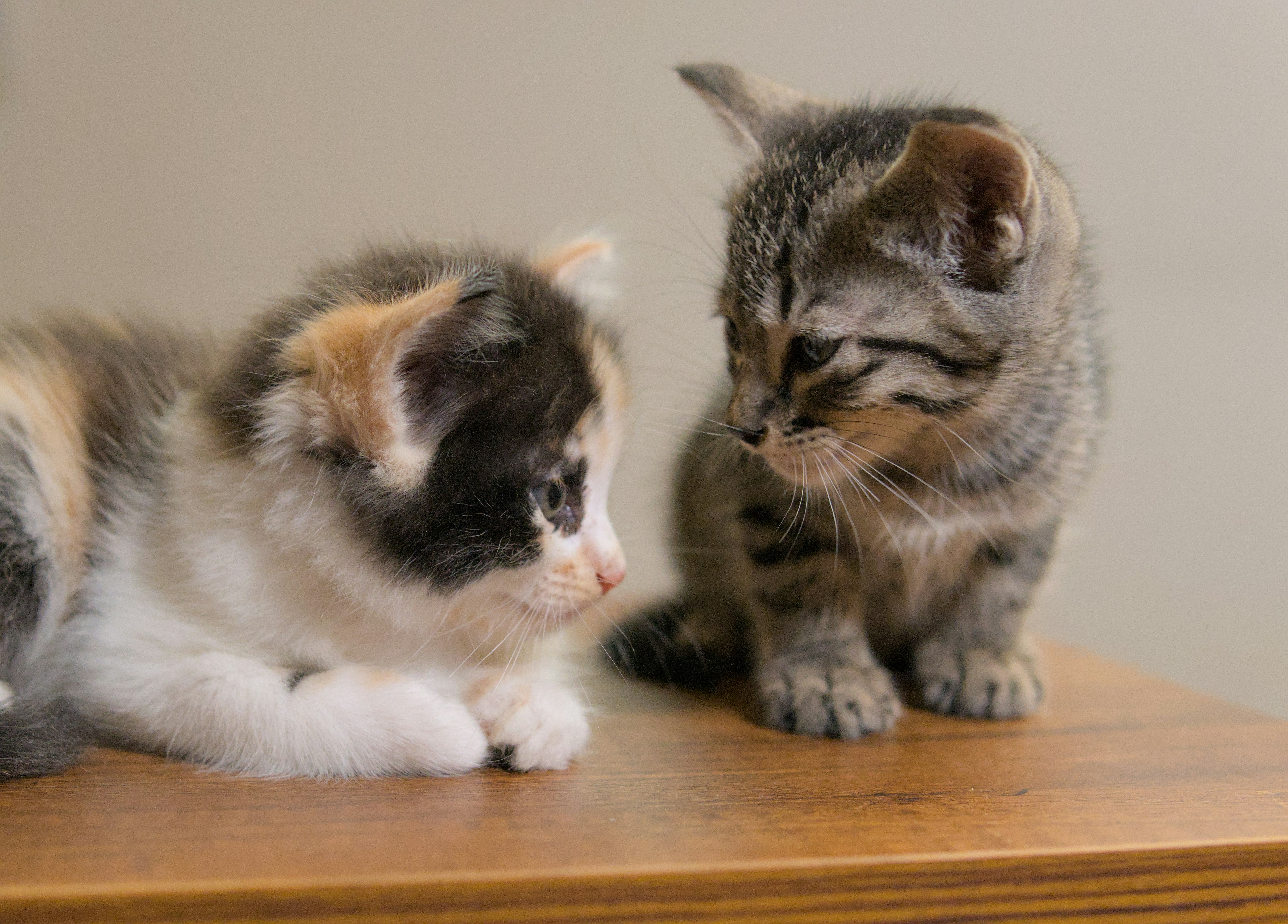 Two kittens converse on a wooden table, one tabby and one calico, captured in soft indoor light. The scene focuses on their faces and paws, highlighting gentle interaction and warm tones.