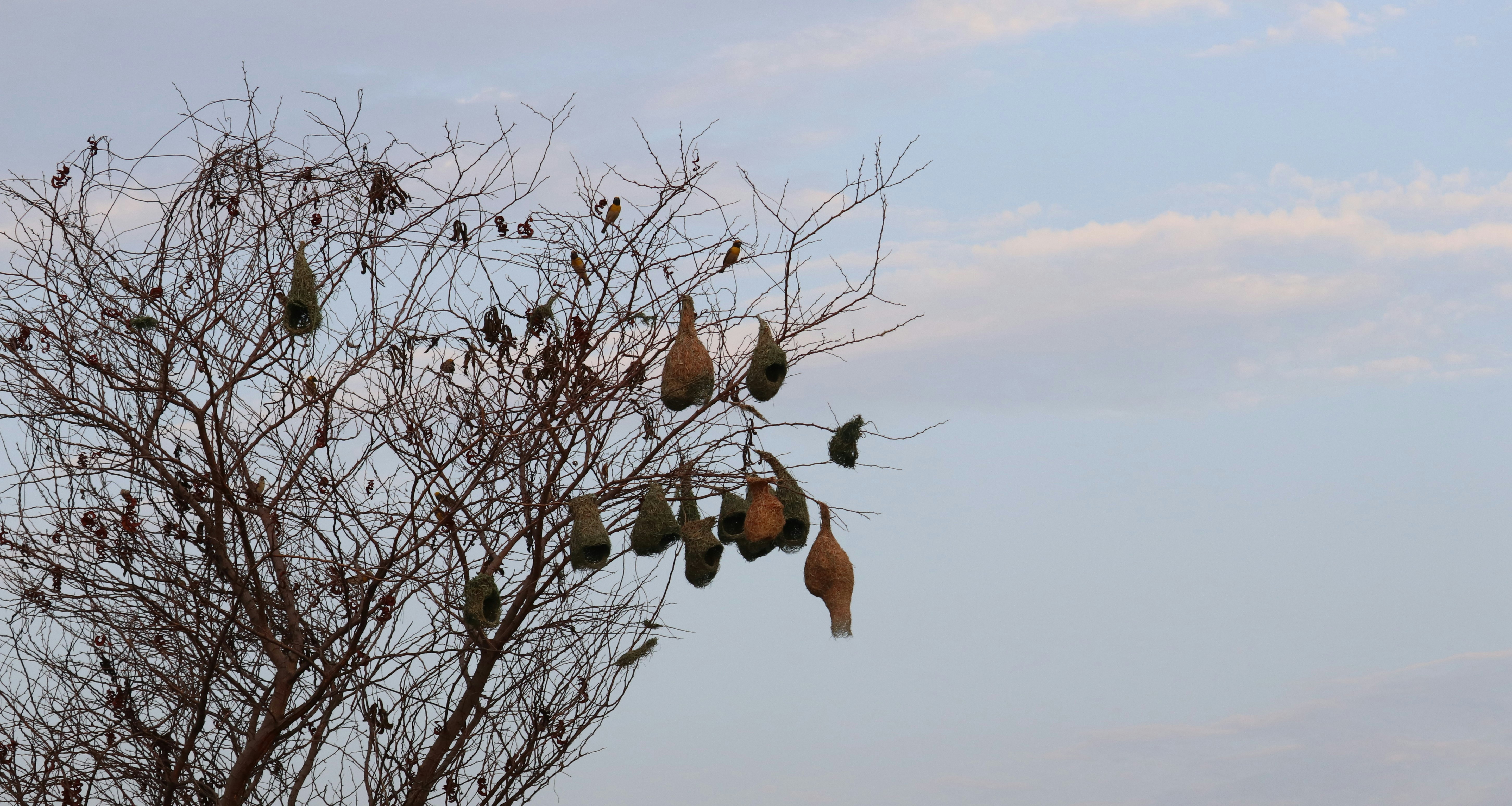 Hanging Dusk: Seed Pods Adrift on a Leafless Branch
