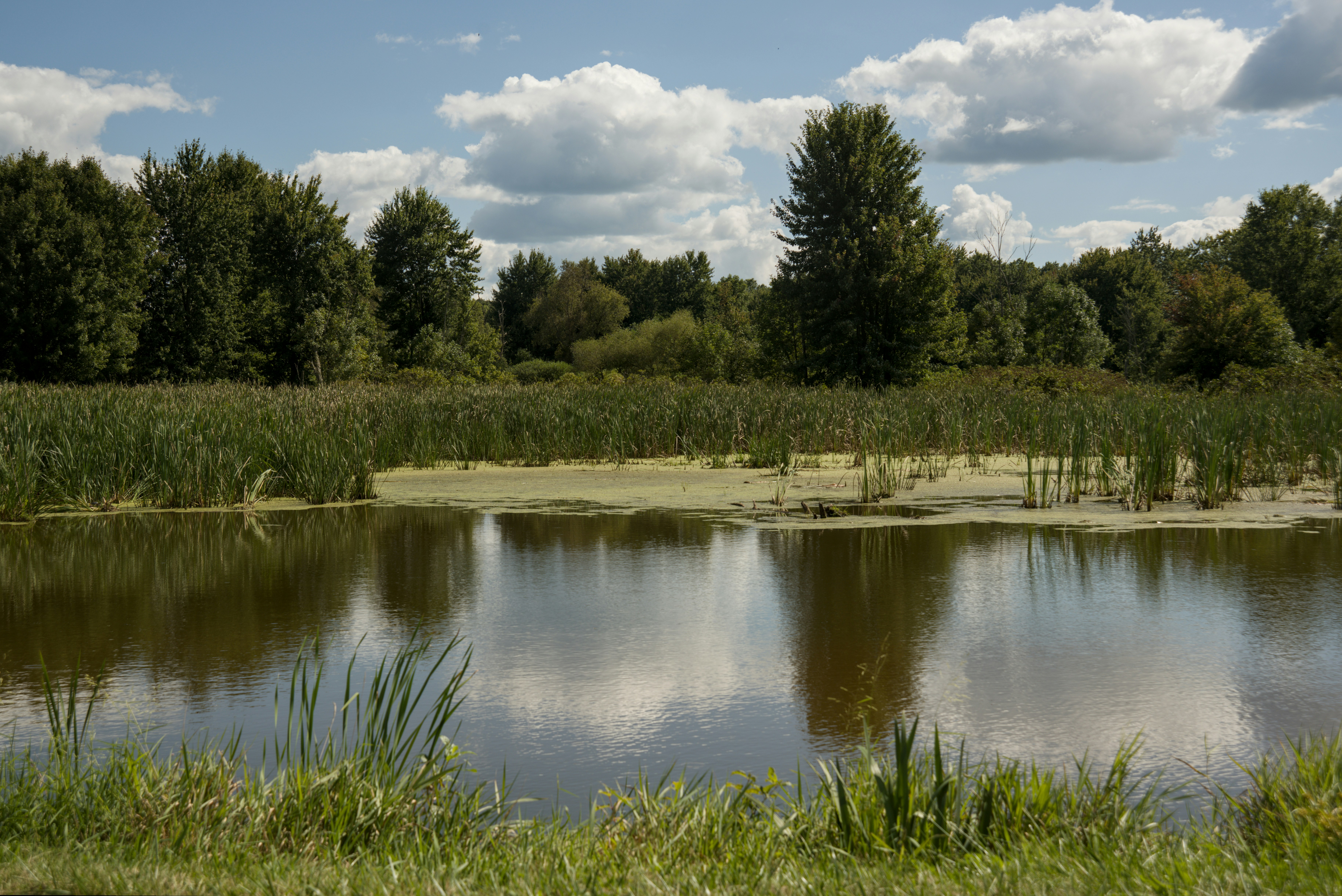 Calm Pond at the Meadow Edge