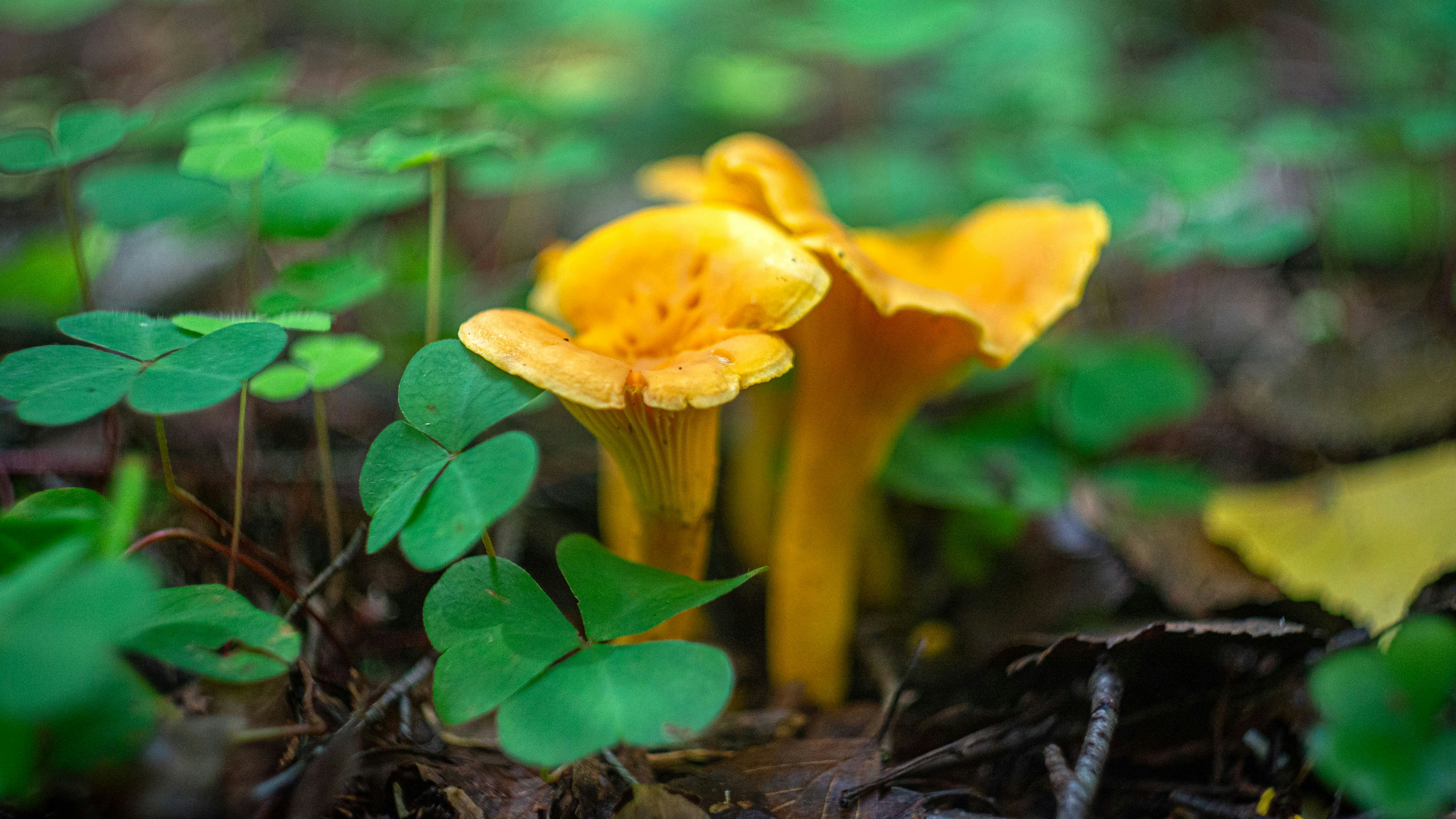 Golden Chanterelle Trio Emerging from Forest Floor