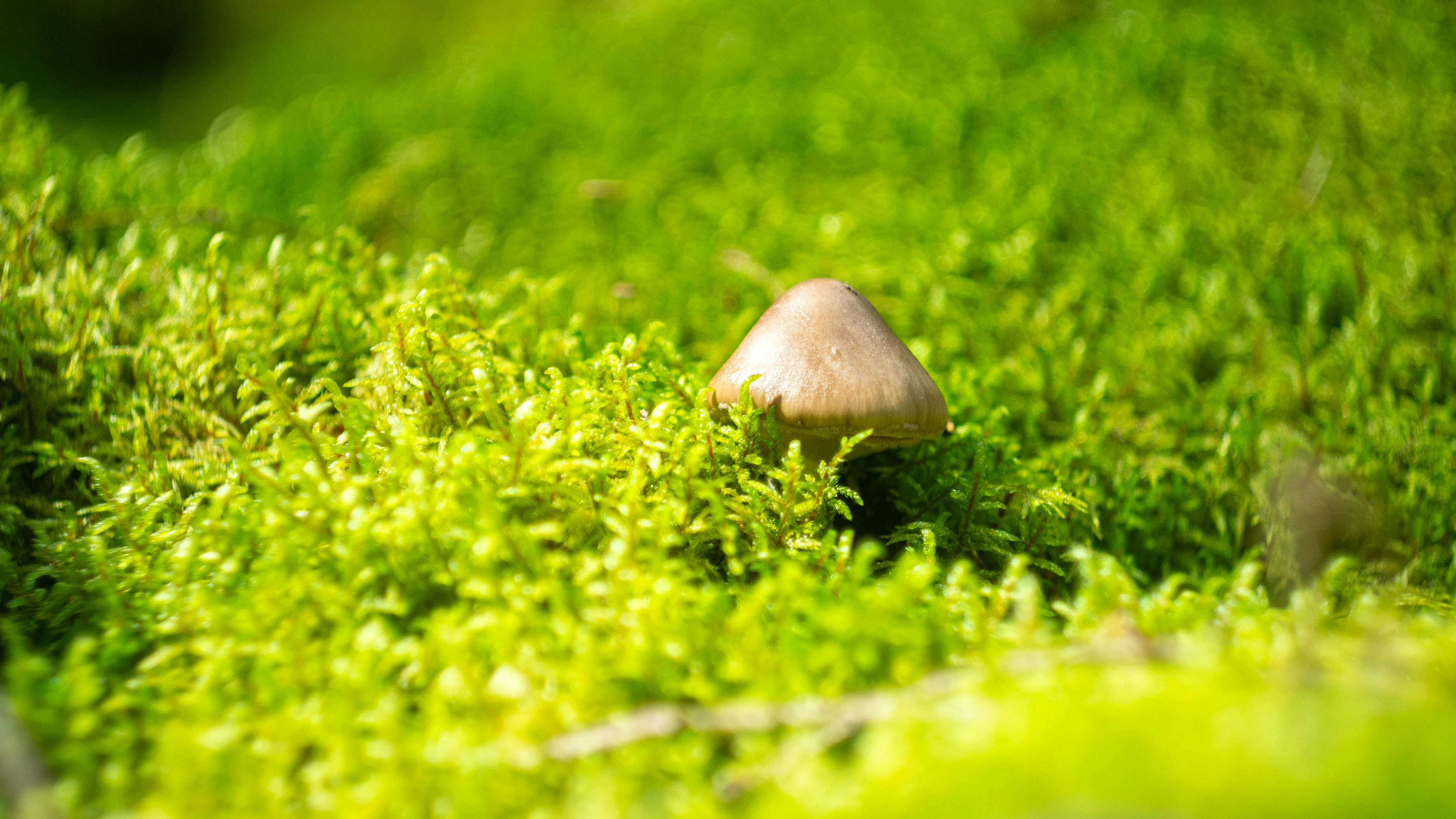 Lone Mushroom Anchoring a Sea of Moss