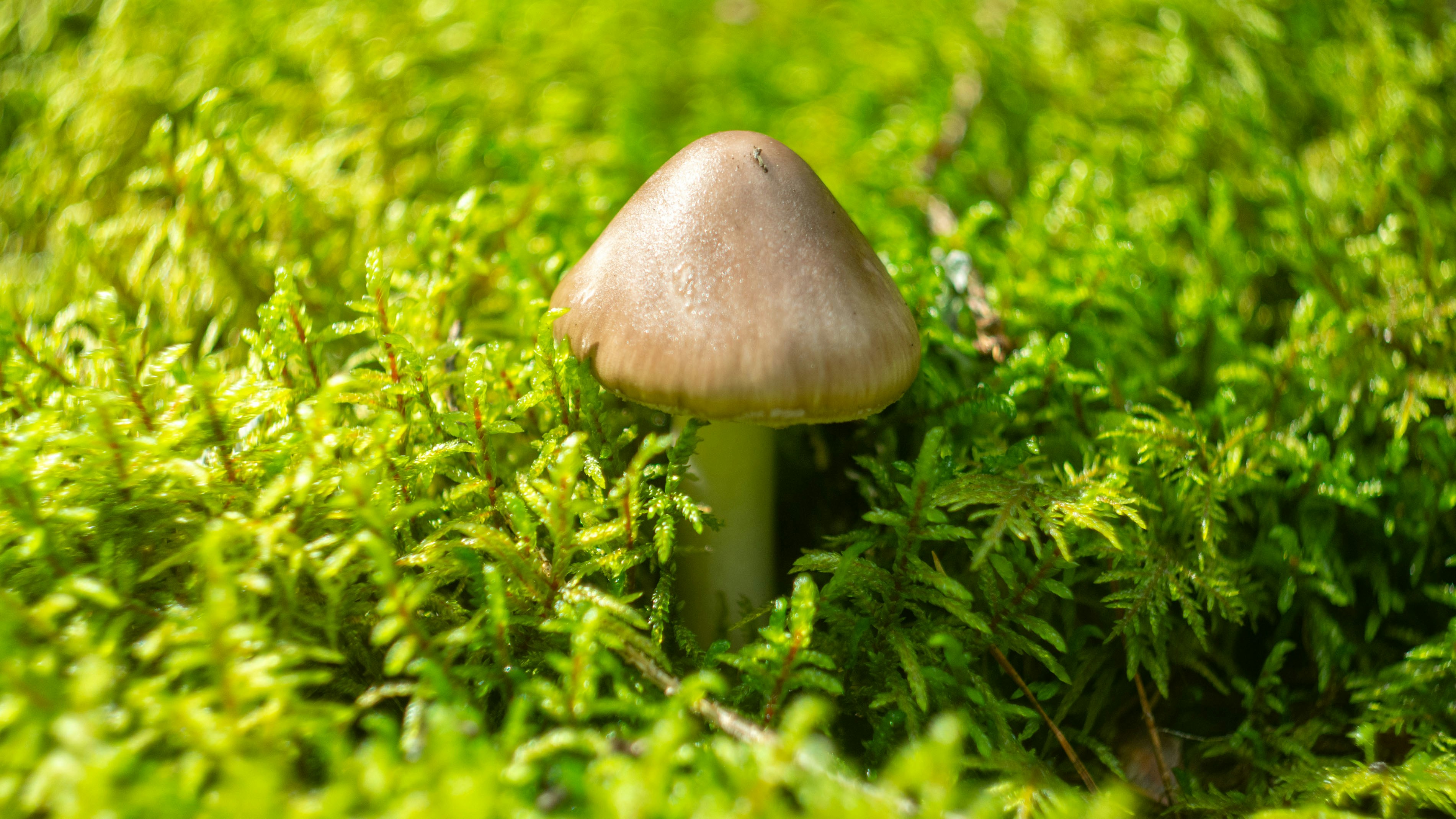 Mushroom Crown Emerging from a Velvet-green Carpet