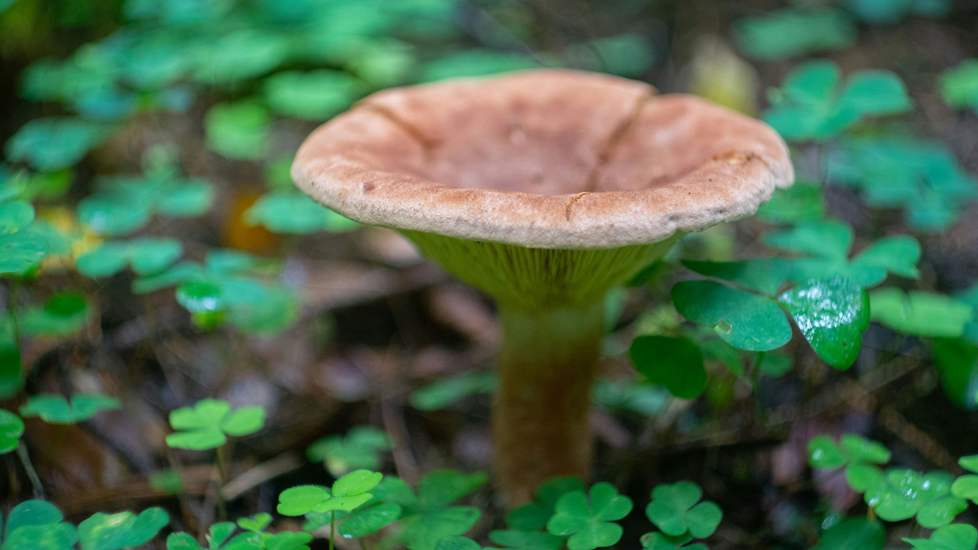 Solitary Cap: A Mushroom Framed by Verdant Ferns
