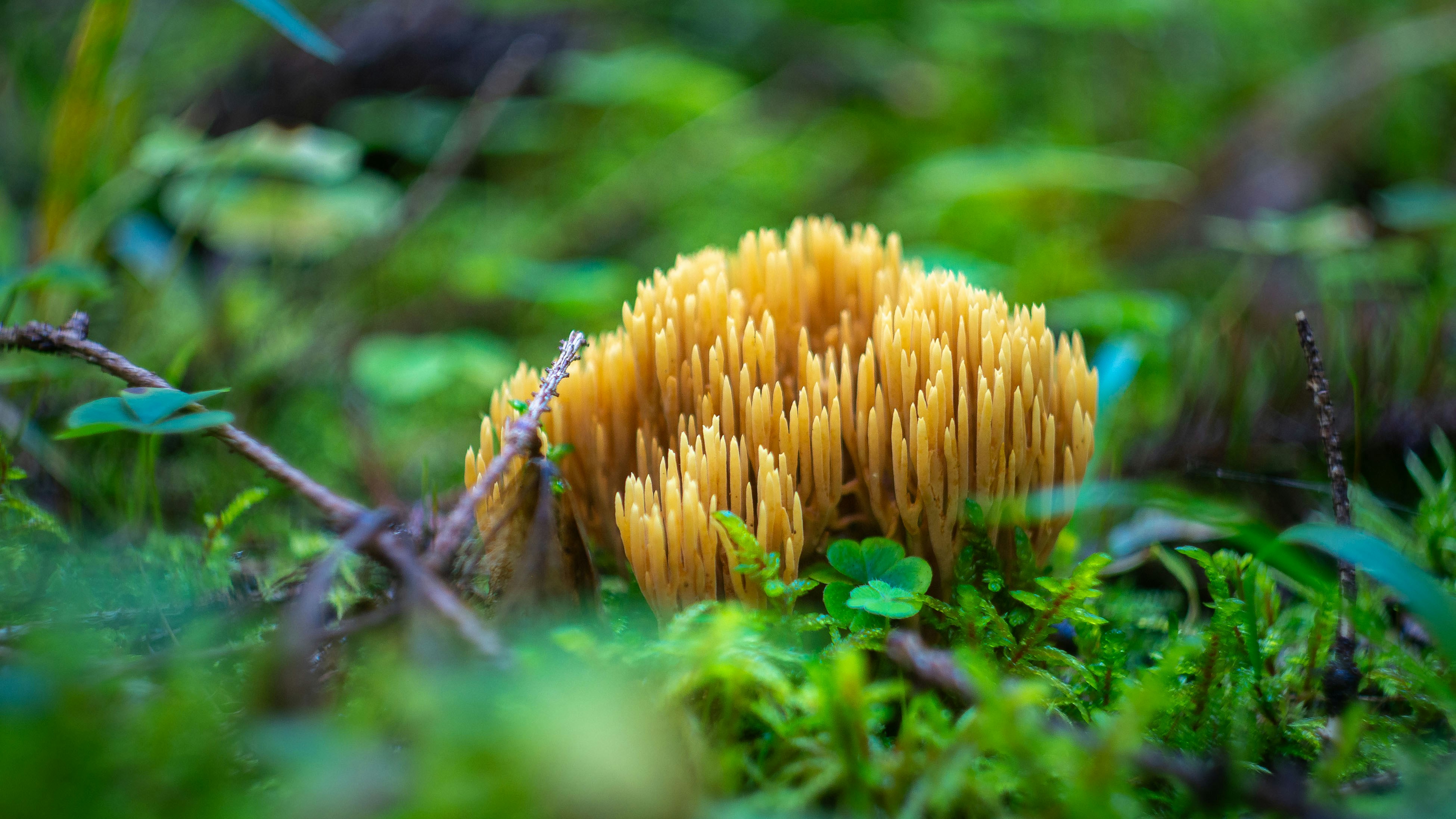 Golden Coral Fungus Shrine Emerging from Moss