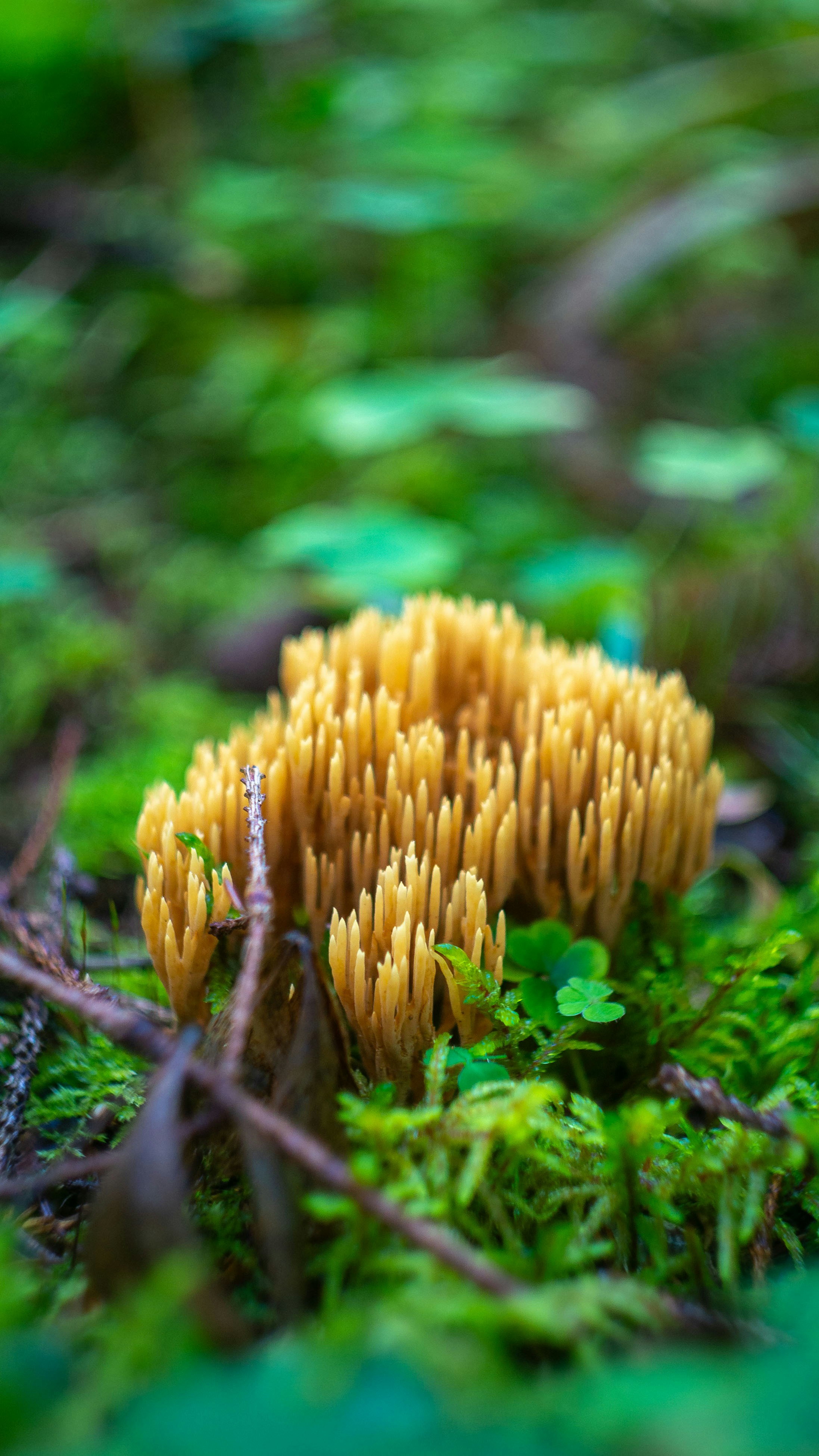 Golden Sponge Fungus Emergence in a Mossy Understory