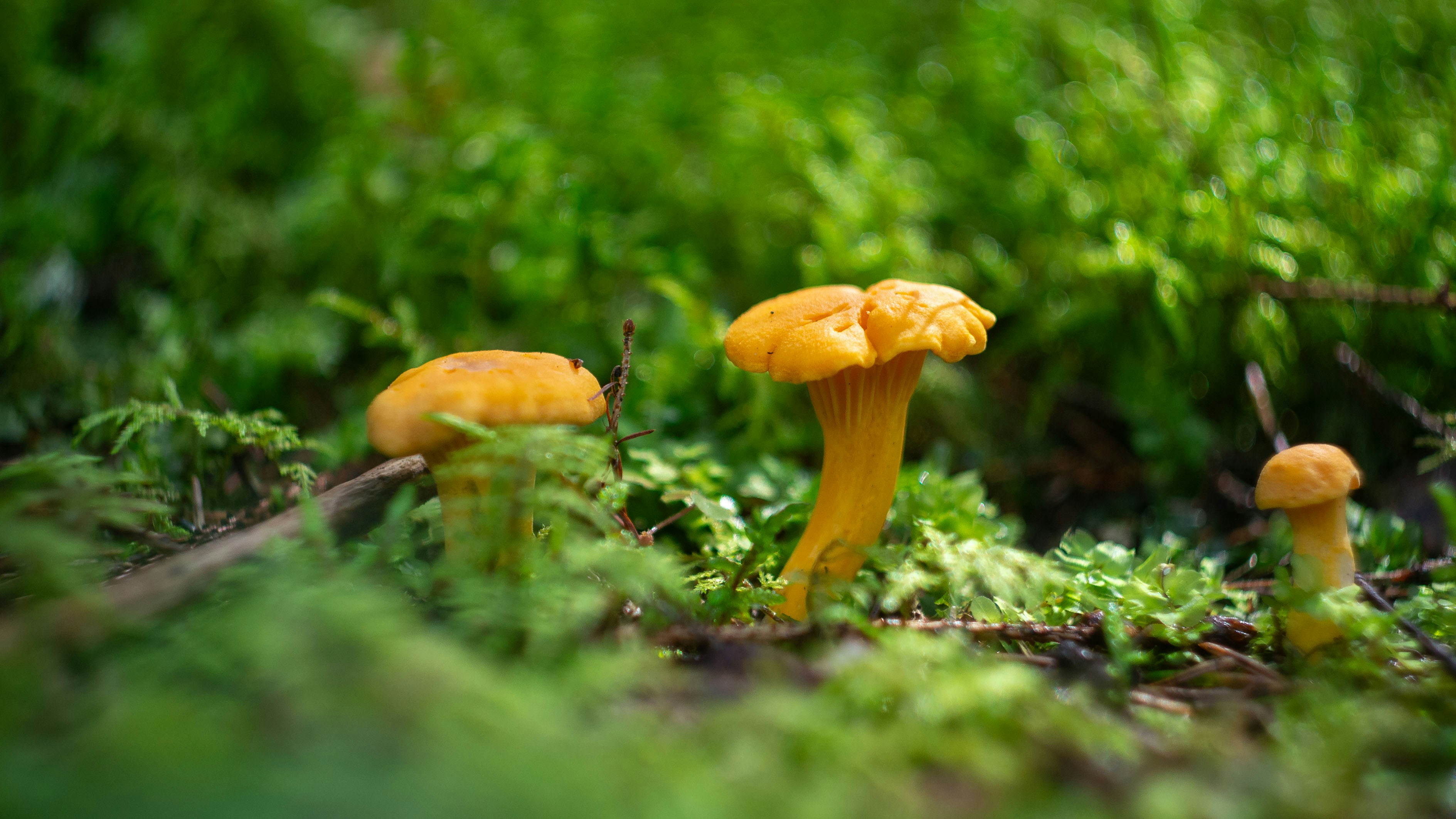 Sunlit Orange Fungi in a Mossy Forest Bed
