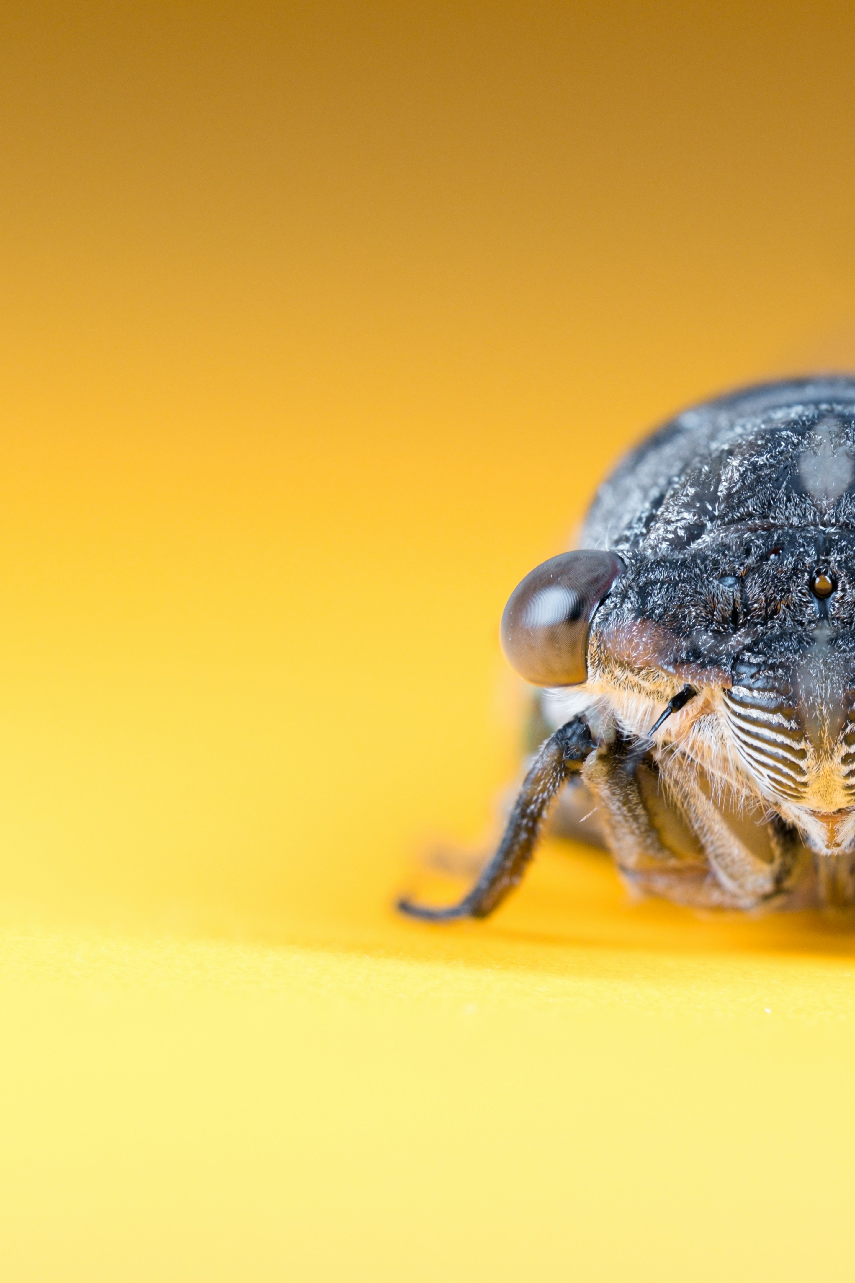 Macro Encounter: A Close-Up of a Beetle's Face on Bright Yellow