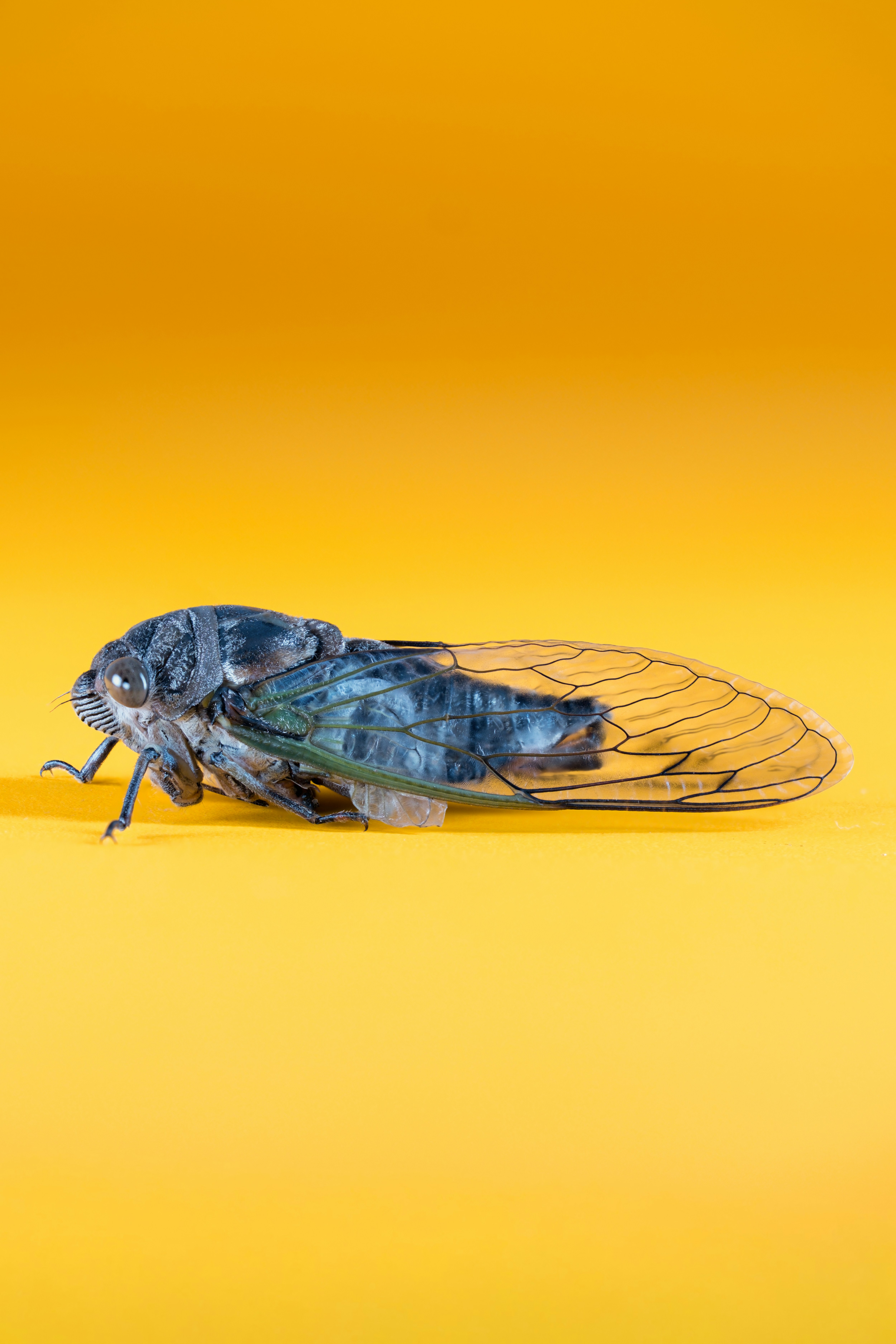 The Blue Cicada on a Sunlit Golden Stage