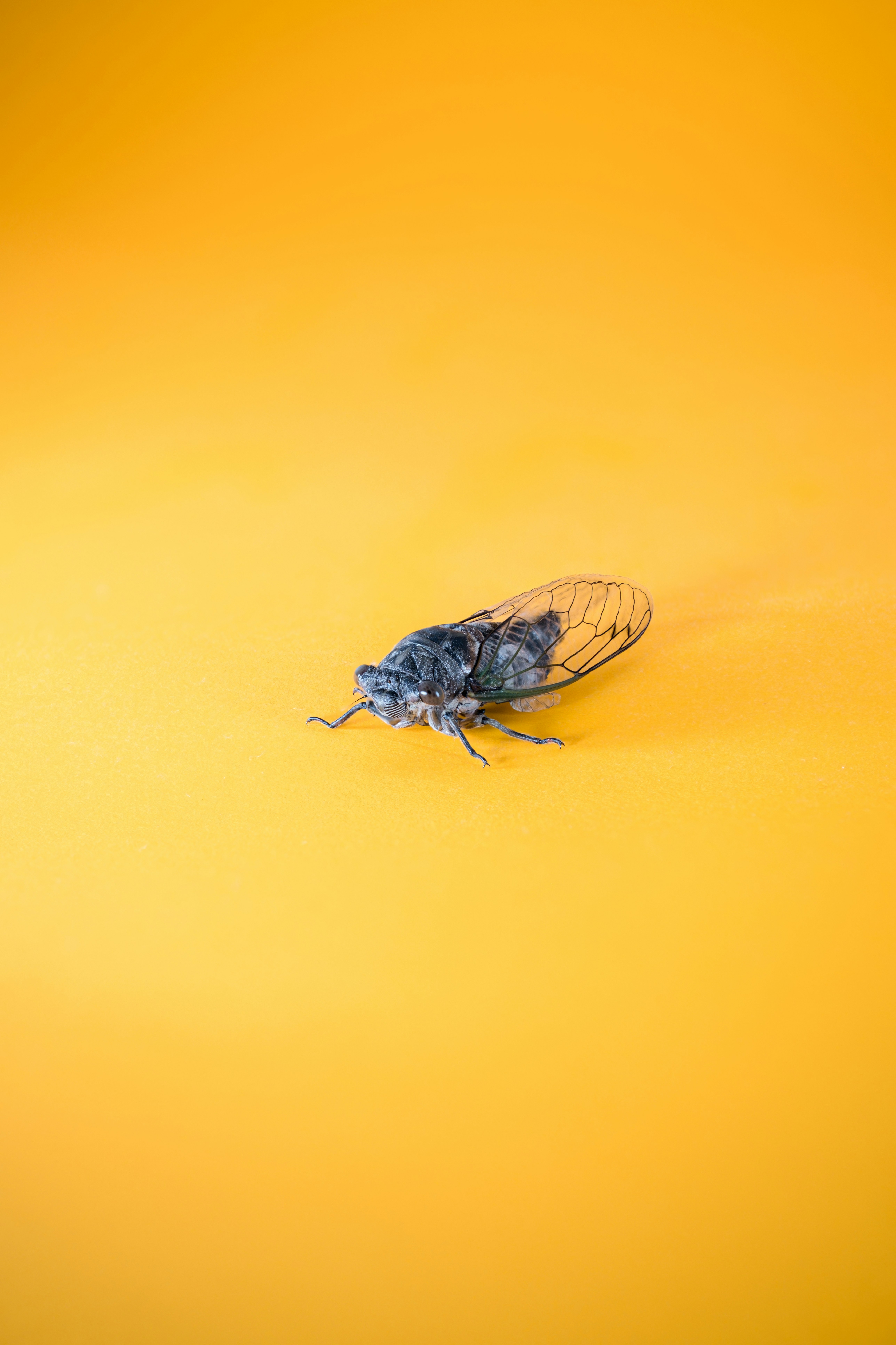 A lone fly sits on a vibrant orange surface, its delicate wing venation visible under soft light.