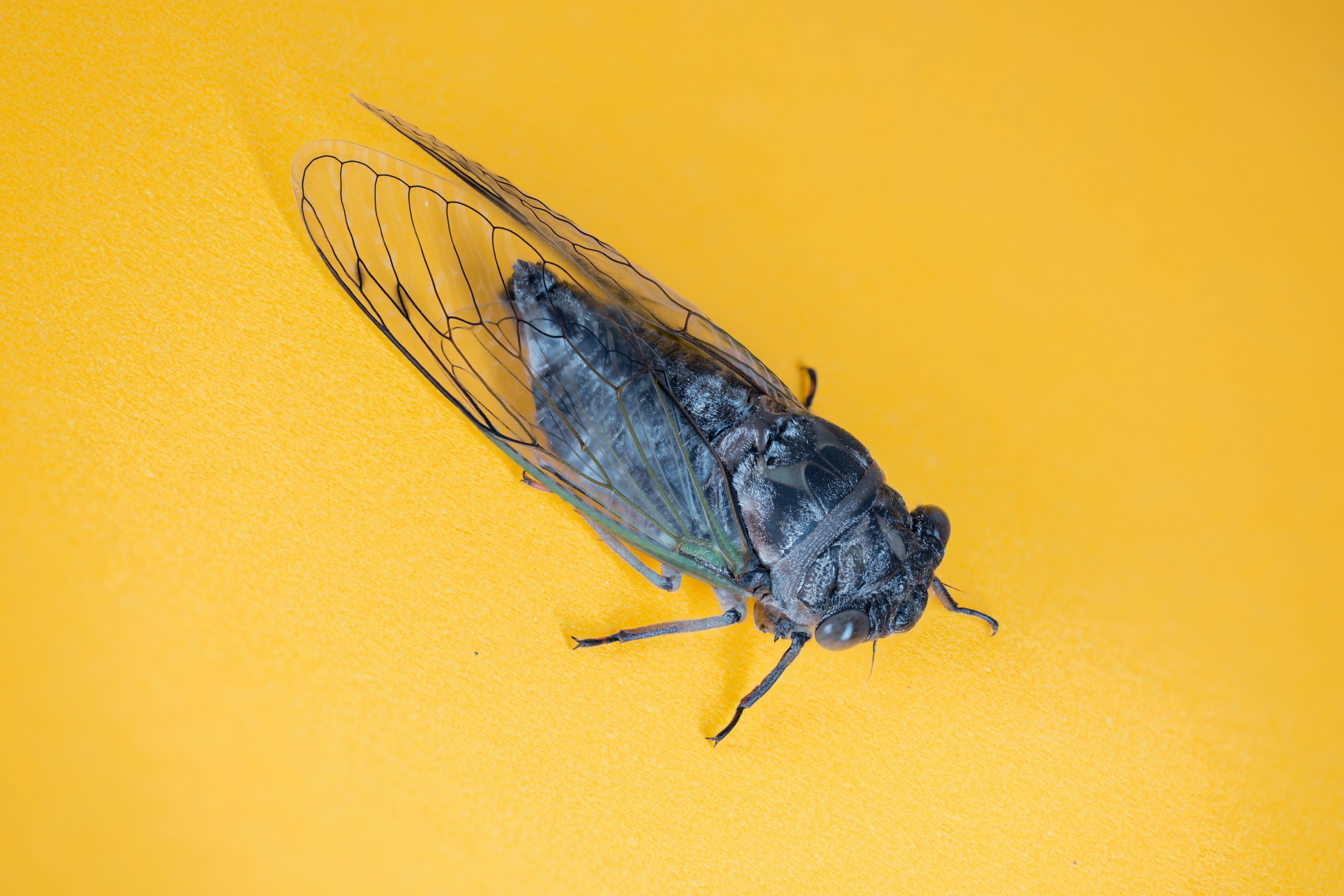 Blue Fly on Bright Yellow Backdrop: A Micro Portrait