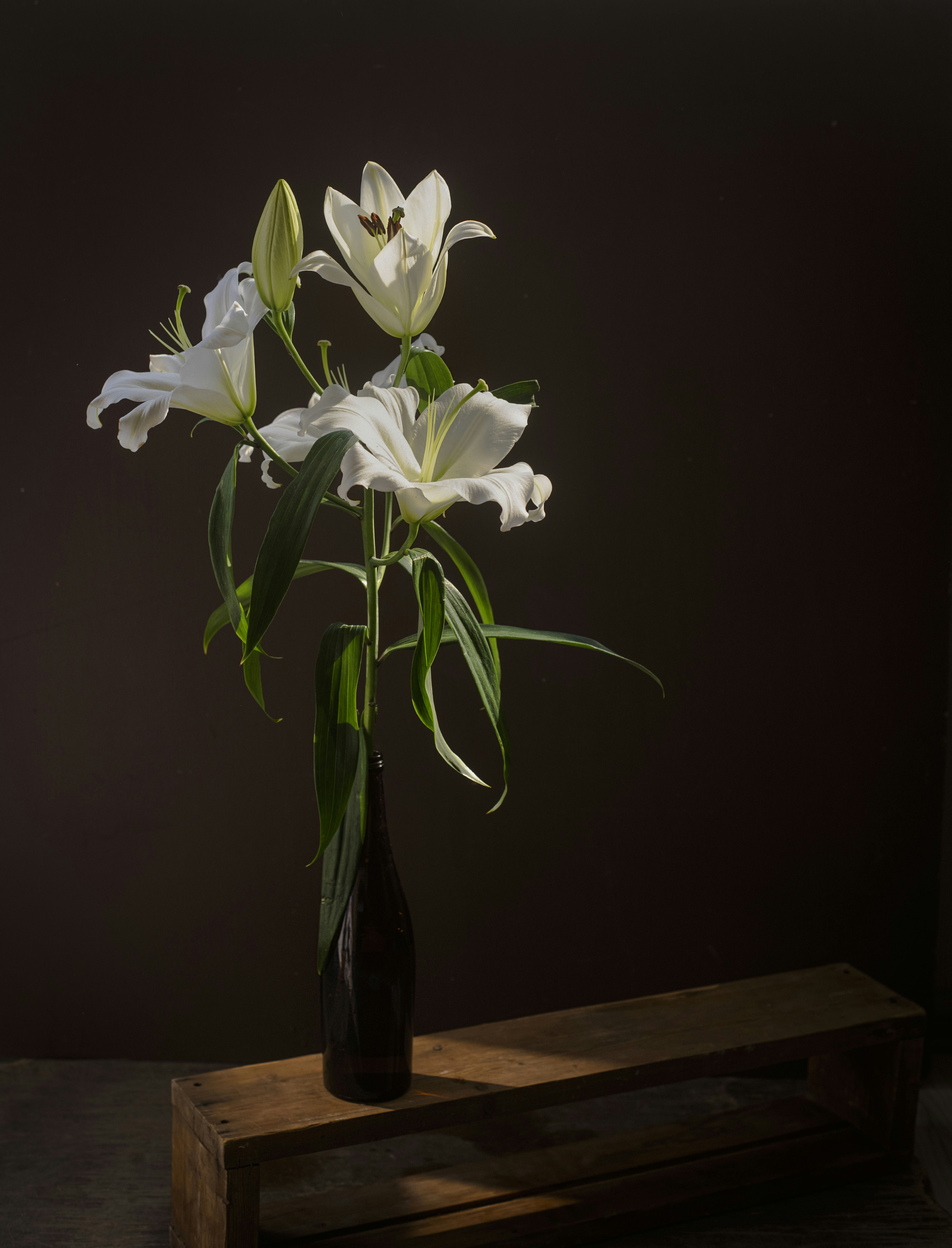 White Lilies in a Dark Studio