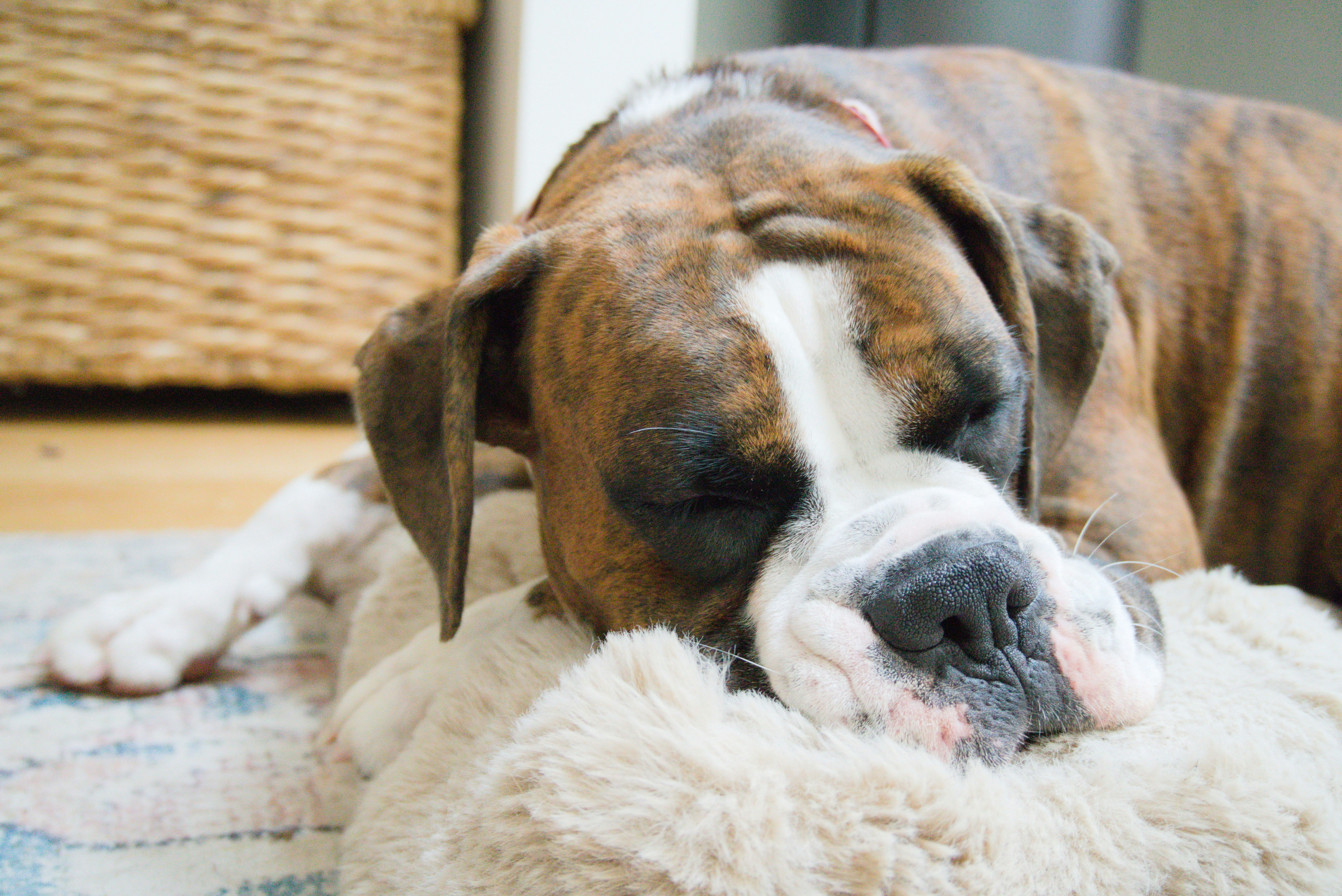 Dreaming on a Plush Cloud: Boxer Slumber