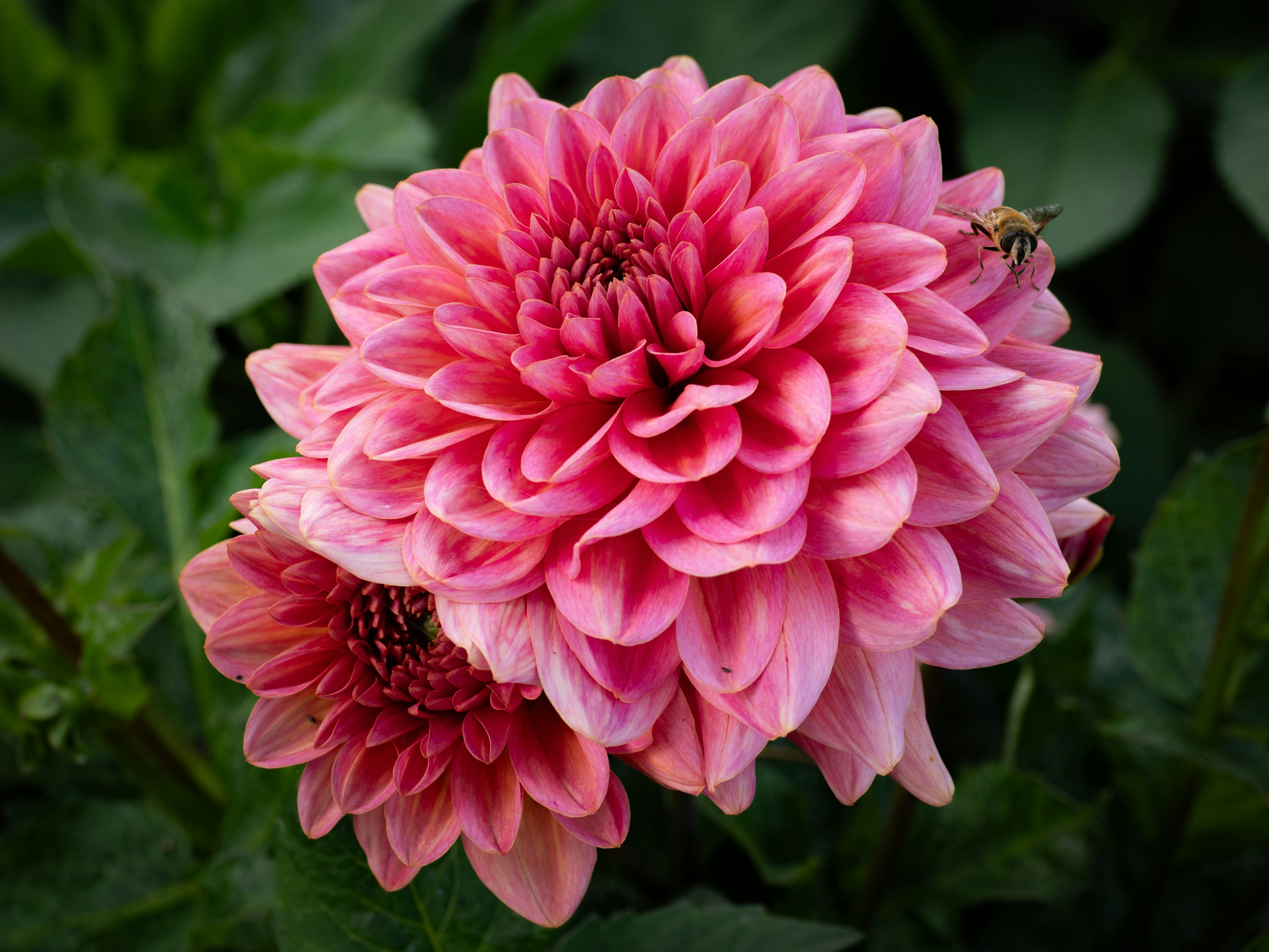 Rosy Convergence: Dual Dahlias in Bloom