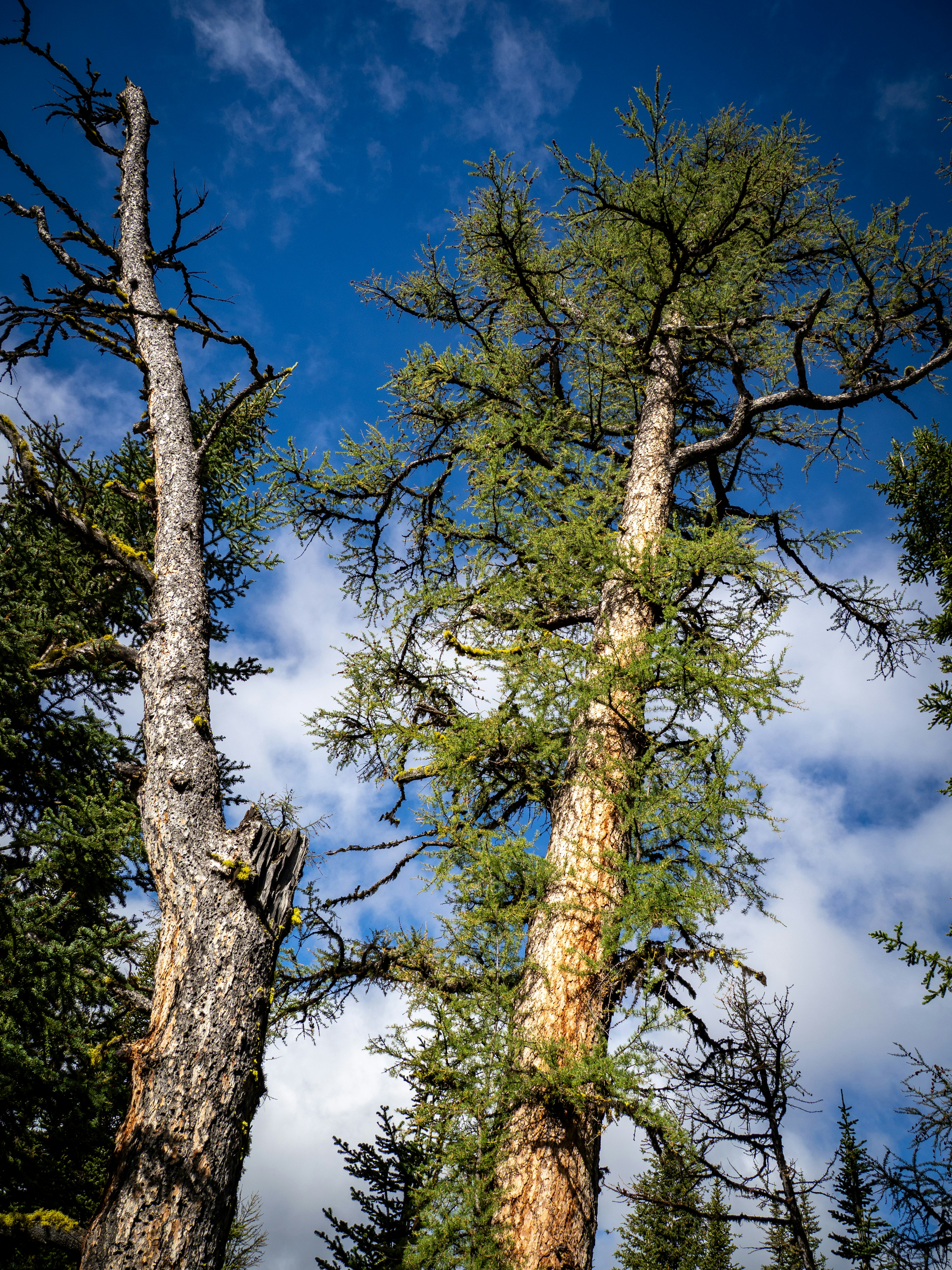 Skyward Giants: Pines Reach Toward a Cerulean Crown