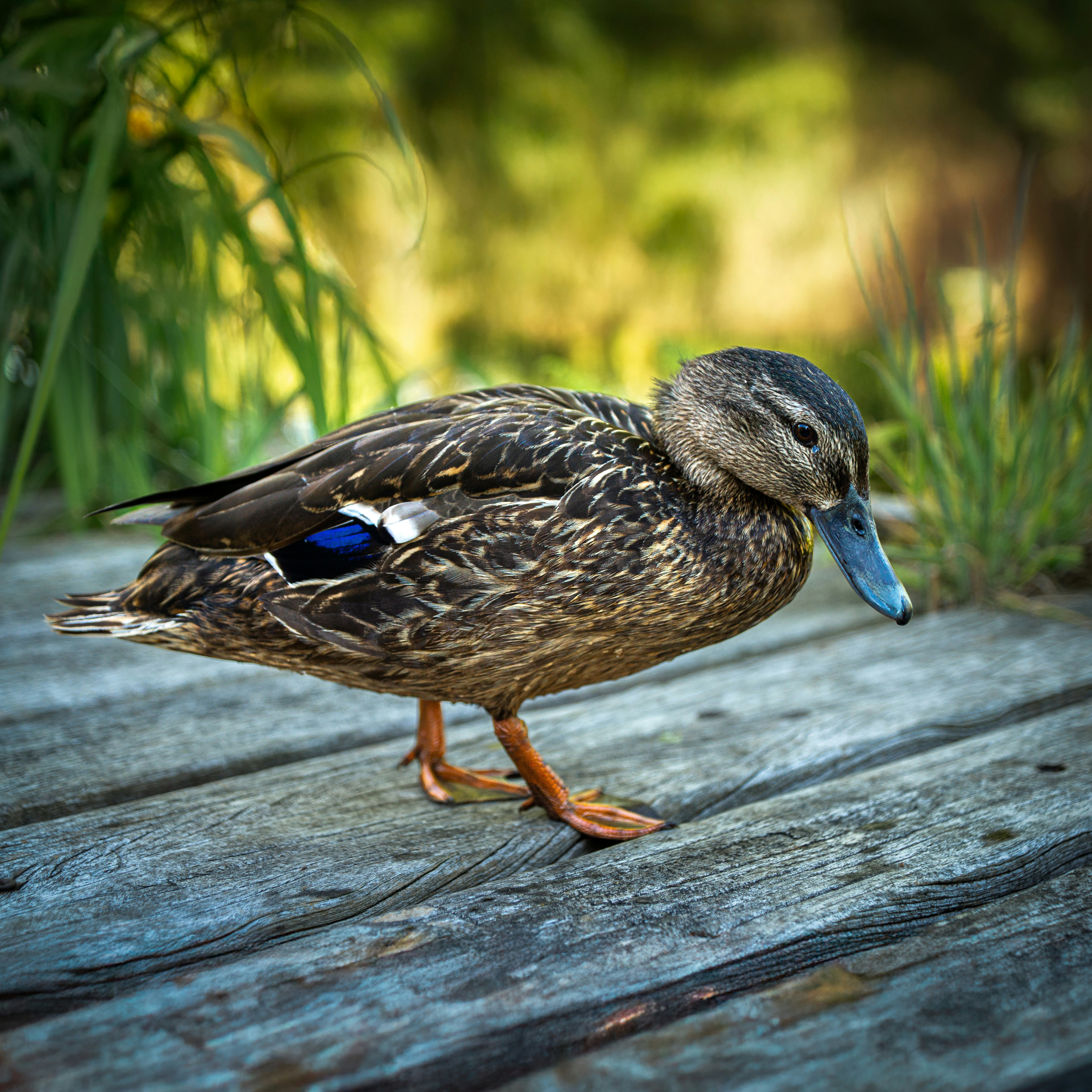 Blue-angled Perch: A Female Mallard on Weathered Wood