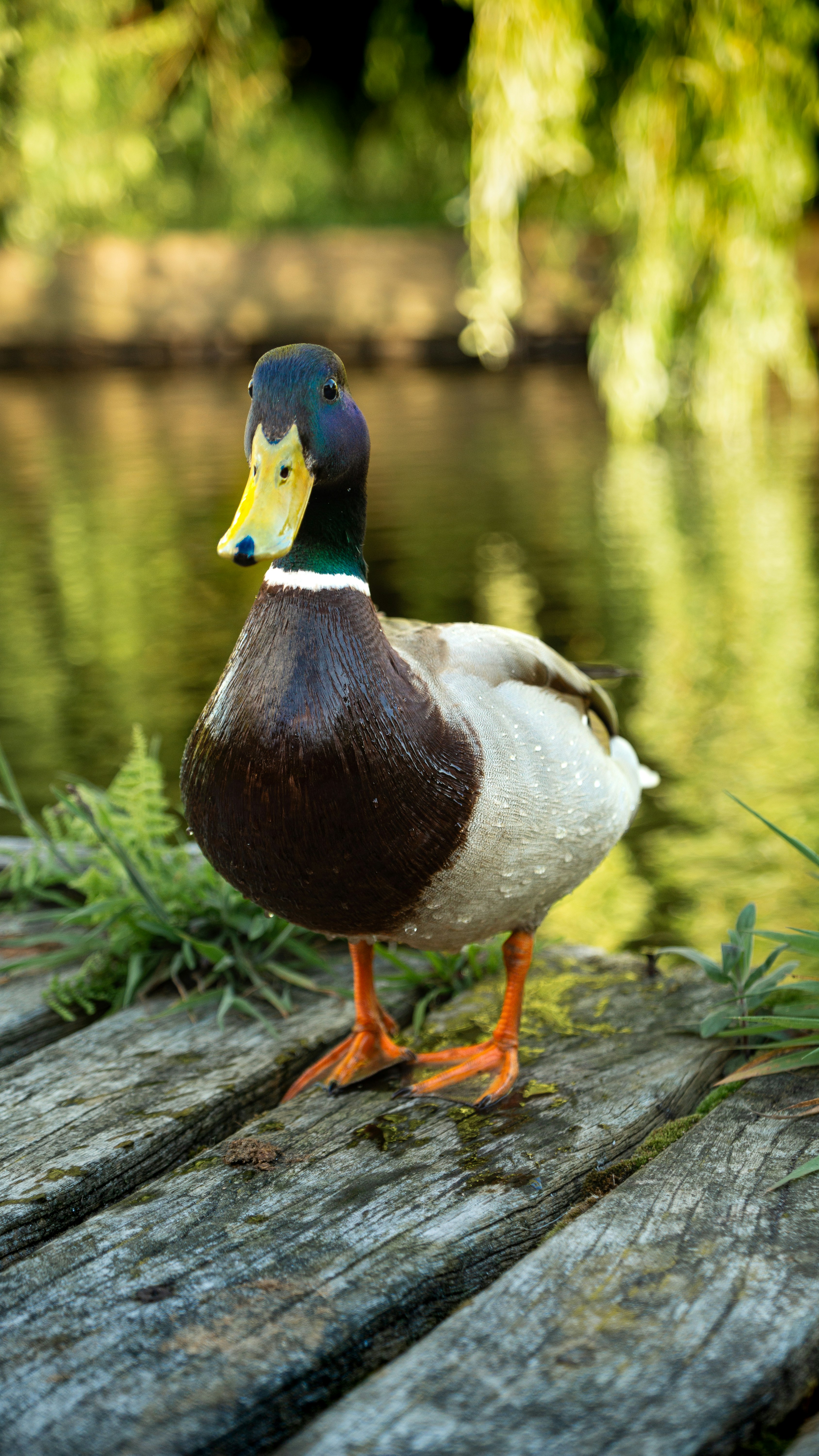 Portrait of a Waterfowl: Centered Mallard on Weathered Wood