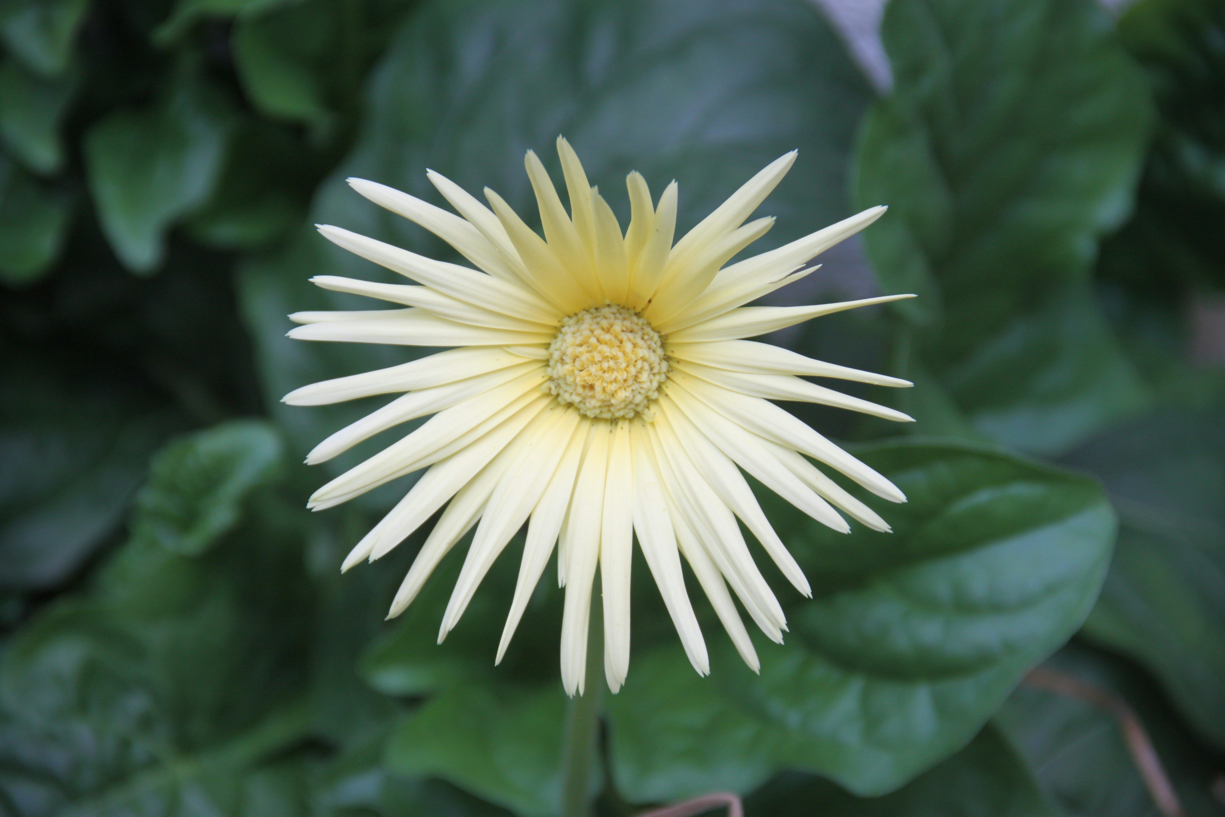 Single pale-yellow flower with a dense central disk sits against lush green leaves, showcasing radial petals and natural garden lighting.
