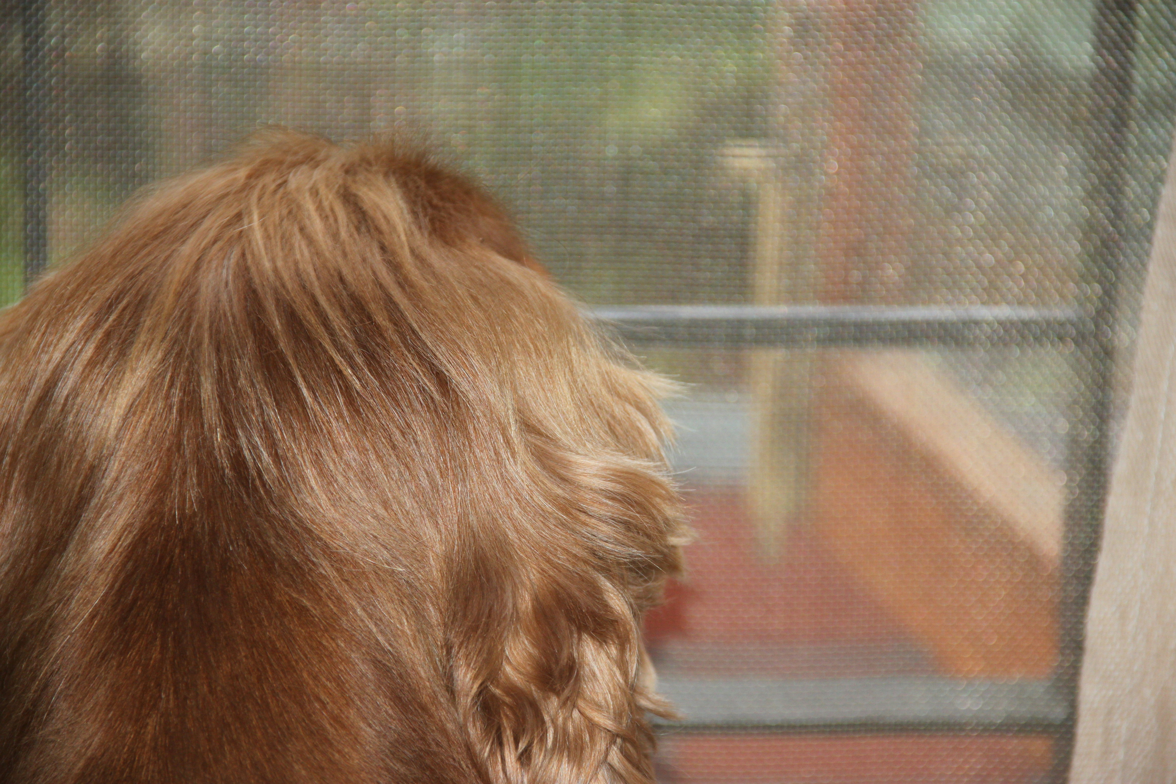 Close-Up of Golden Fur at the Screen Edge