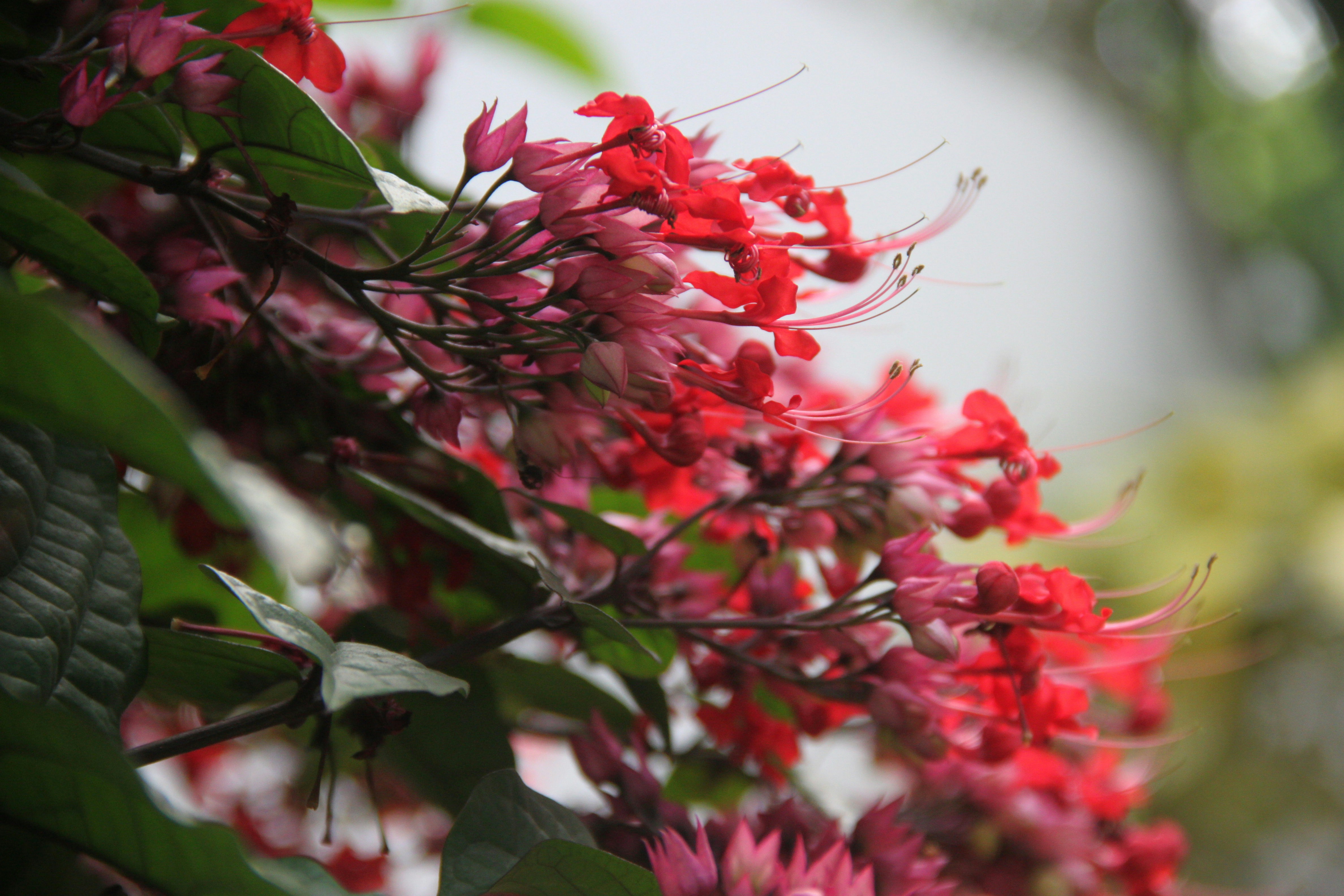 Scarlet Bloom Burst in Soft-Focus Garden