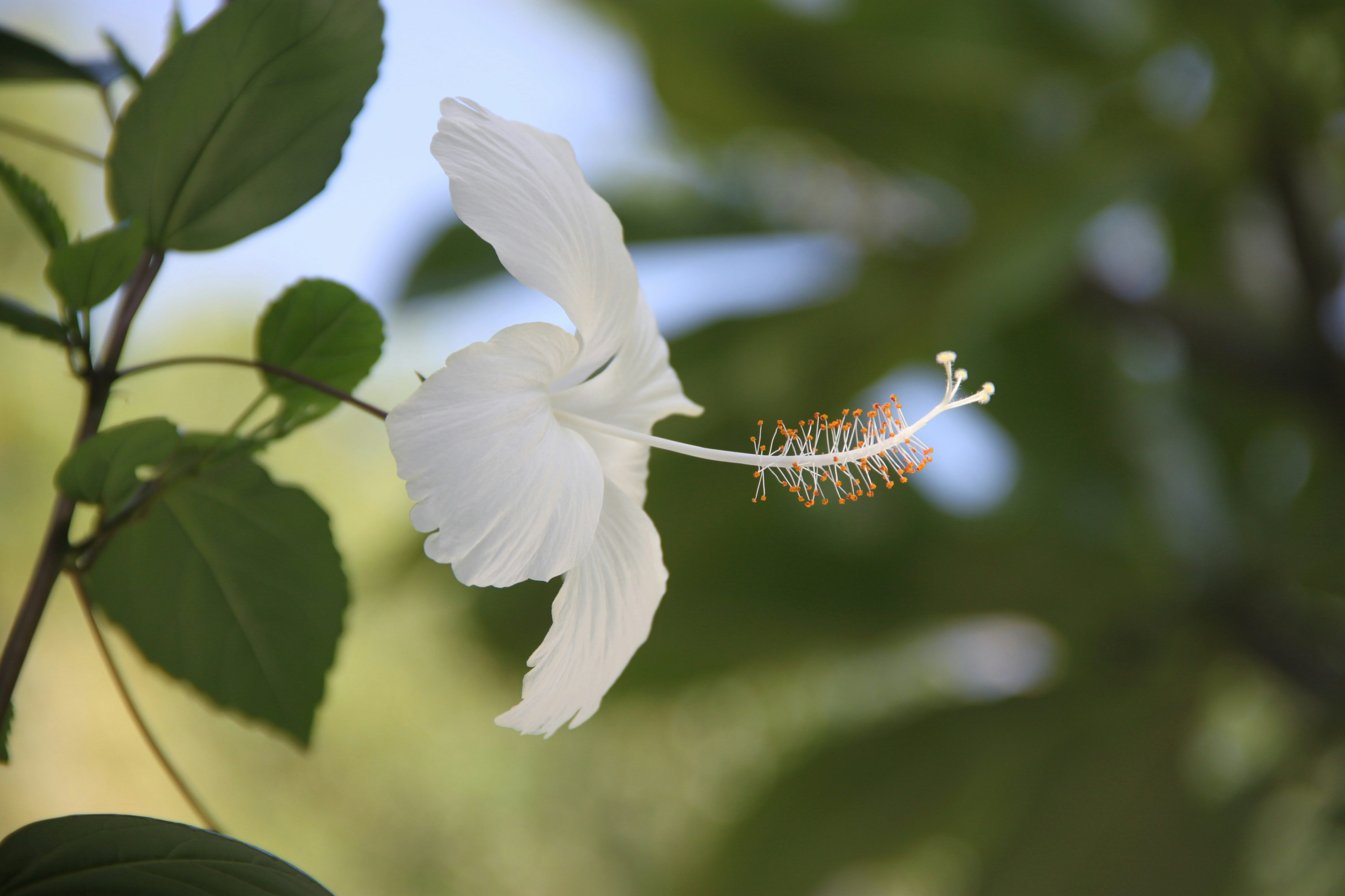 The Sorrel Petal: Close-Up of a White Hibiscus Bloom Framed by Green Foliage