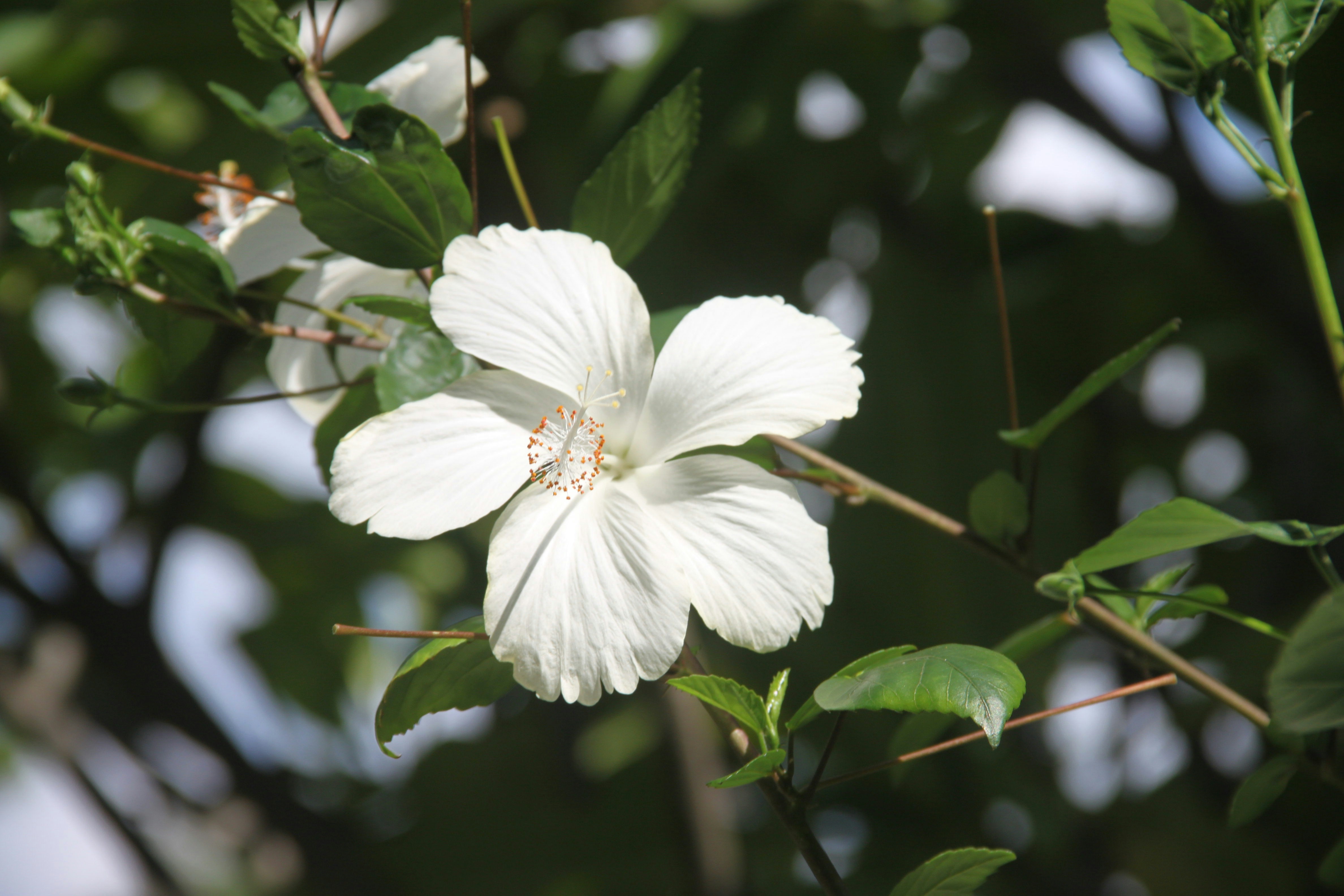 A white hibiscus flower with a prominent stamen among green leaves