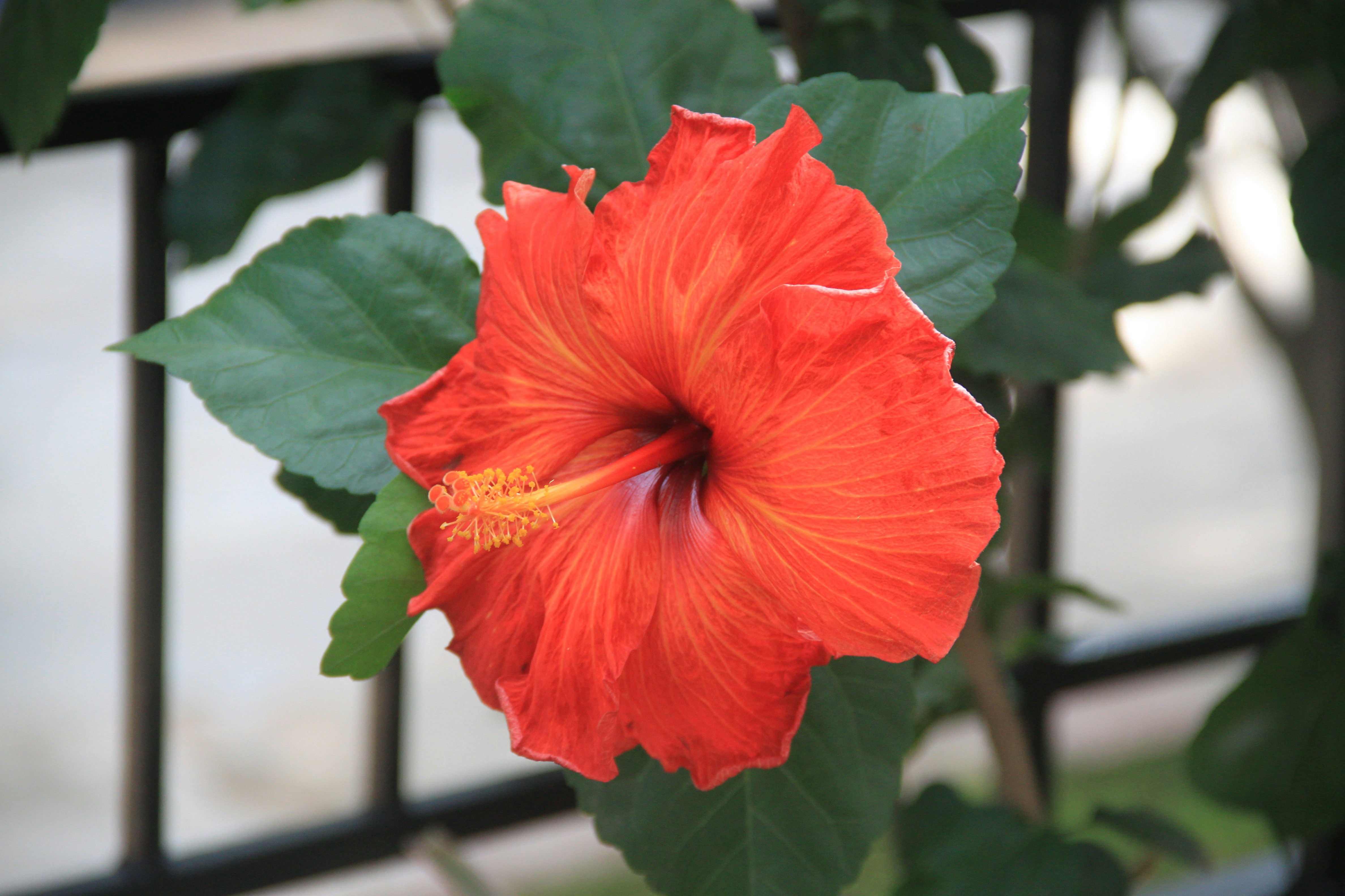 Crimson Hibiscus at the Balcony’s Edge