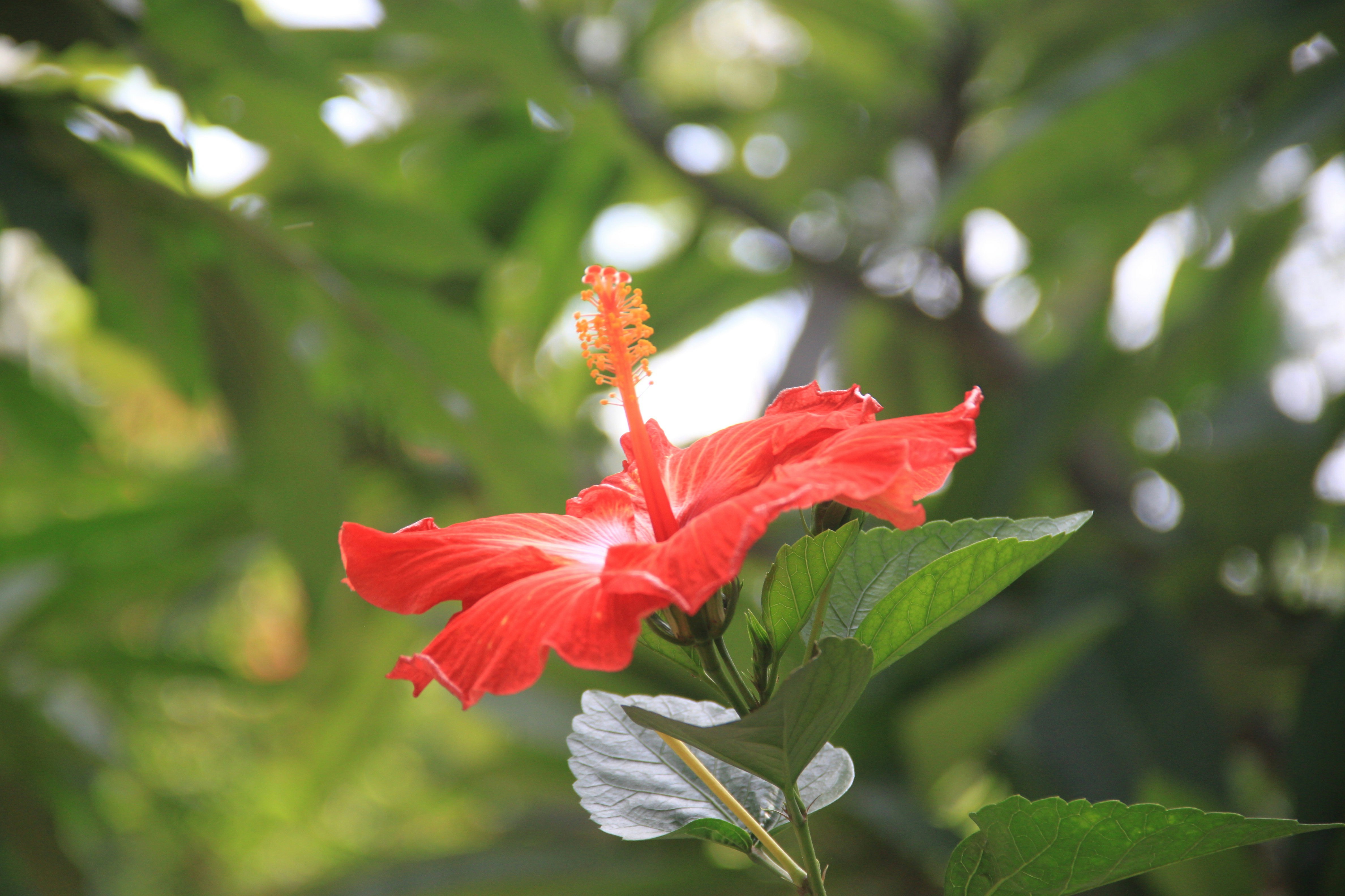 Crimson Hibiscus Against a Verdant Backdrop