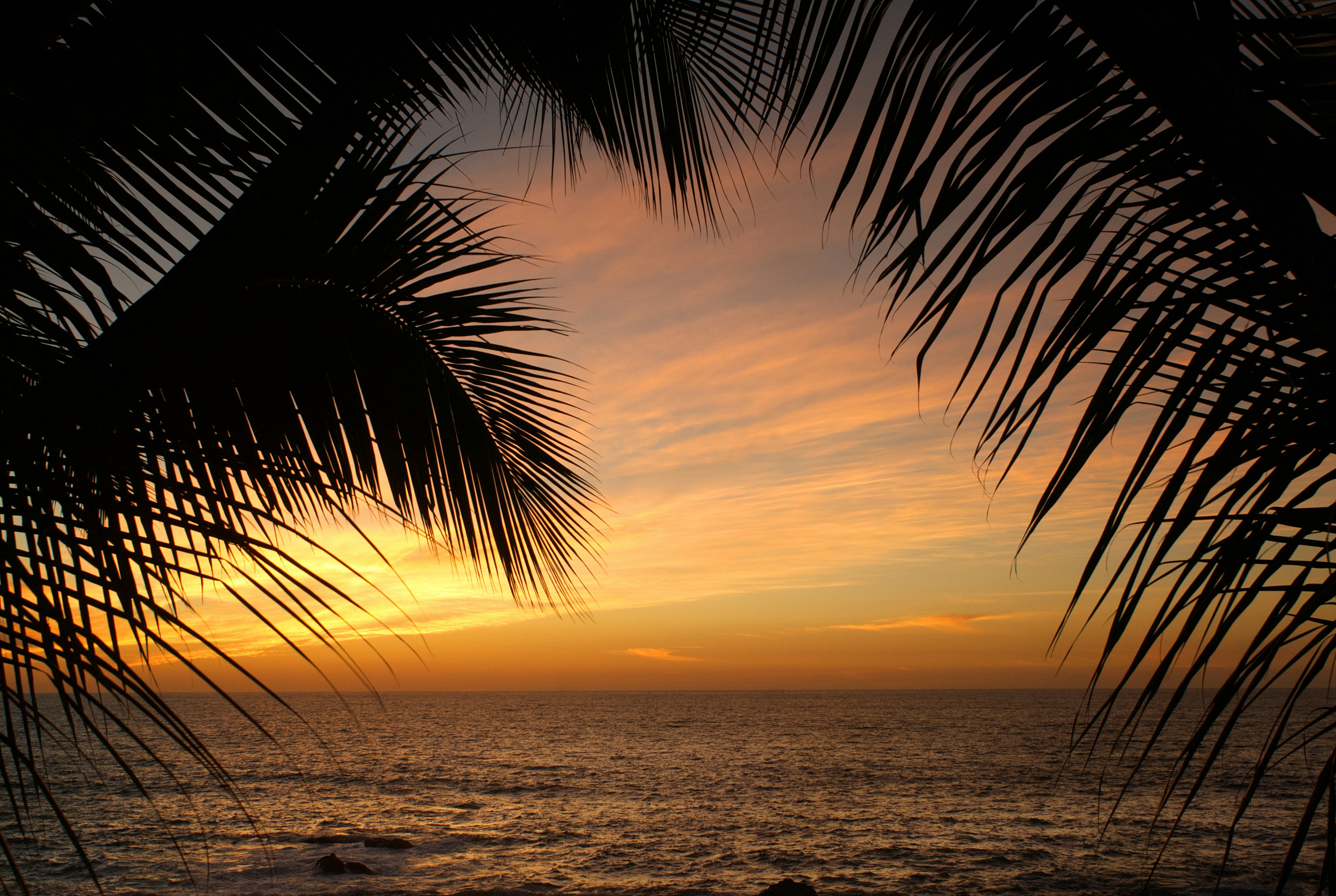 Silhouetted palm fronds frame a warm ocean sunset, creating a cinematic tropical horizon. A simple, tranquil scene suitable for wall art.