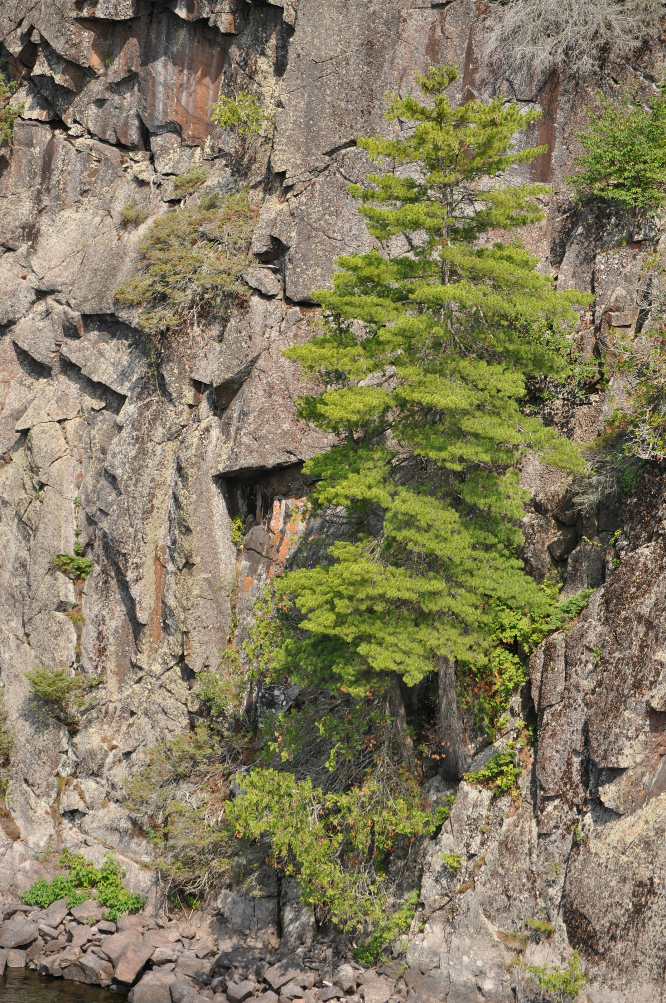 Lone Pine Clinging to a Granite Wall