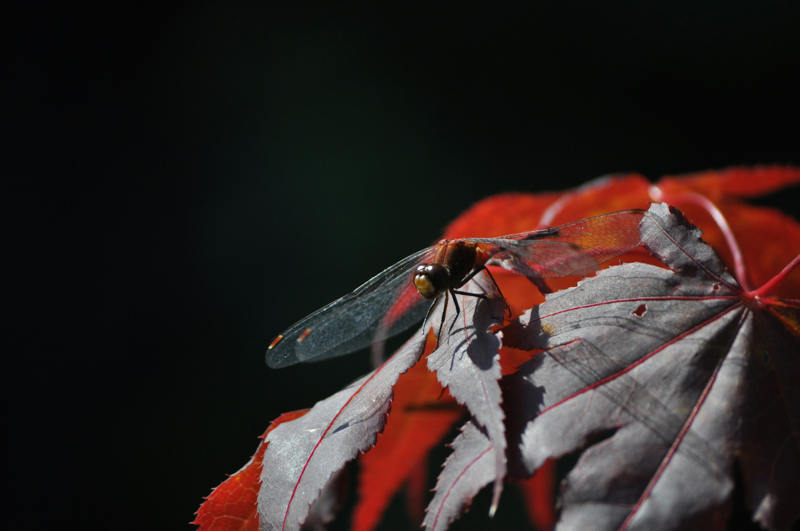 Dragonfly on Crimson Maple: A Quiet Moment in Focus